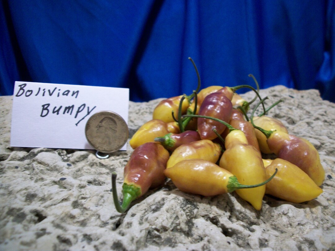 Bolivian Bumpy Pepper Seeds - Etsy