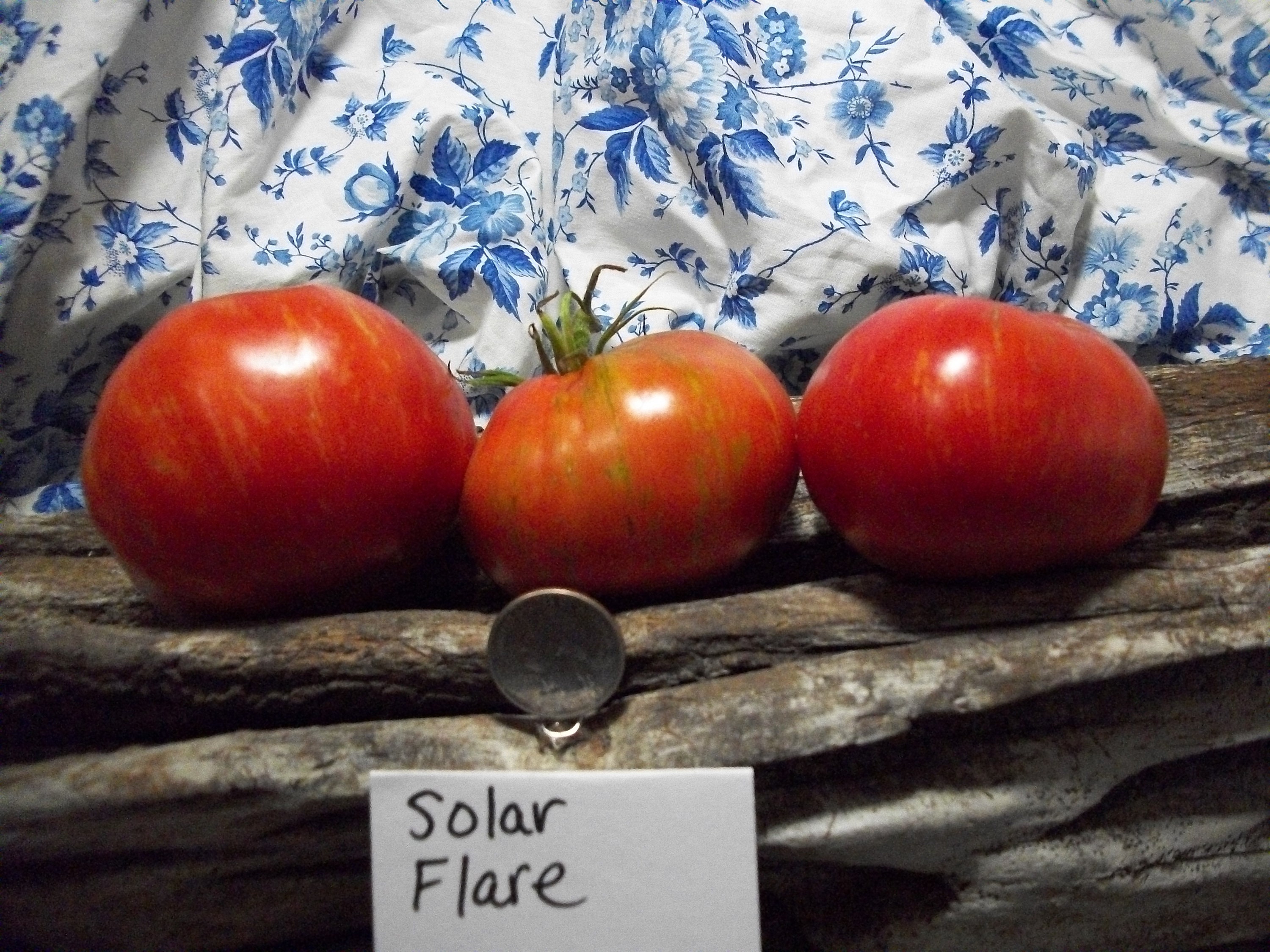 Solar Flare Tomato Seeds - Etsy