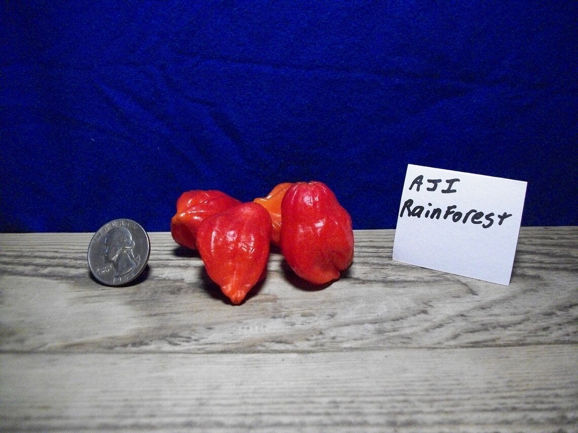 Aji Rainforest Pepper Seeds - Etsy