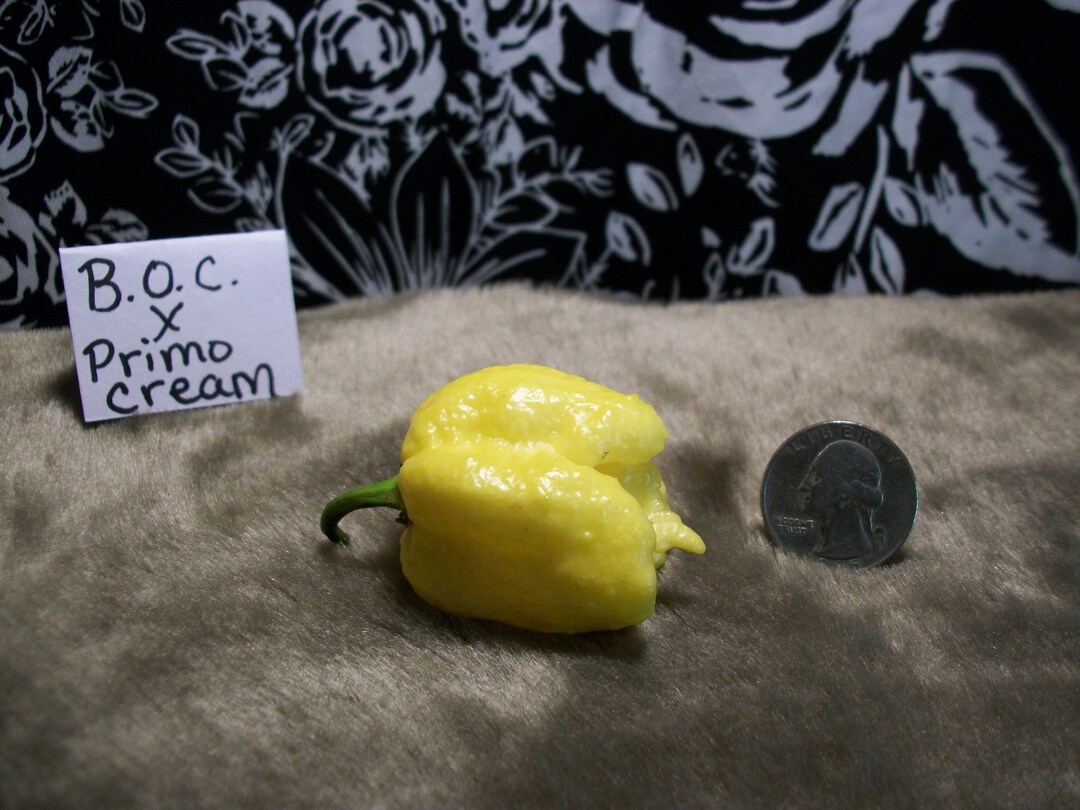 B.O.C. X Primo Cream Pepper Seeds - Etsy