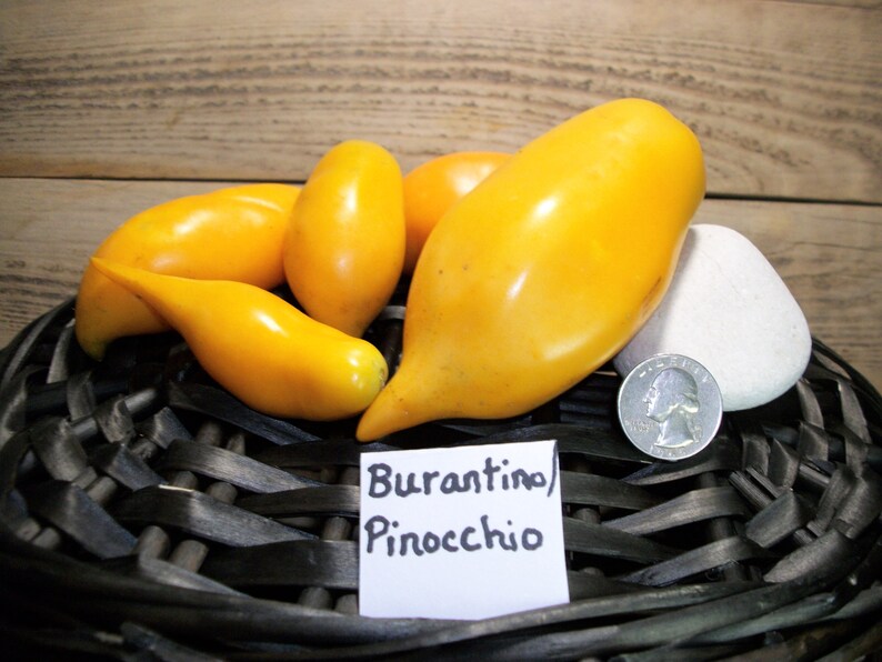 Burantino/pinocchio Tomato Seeds - Etsy
