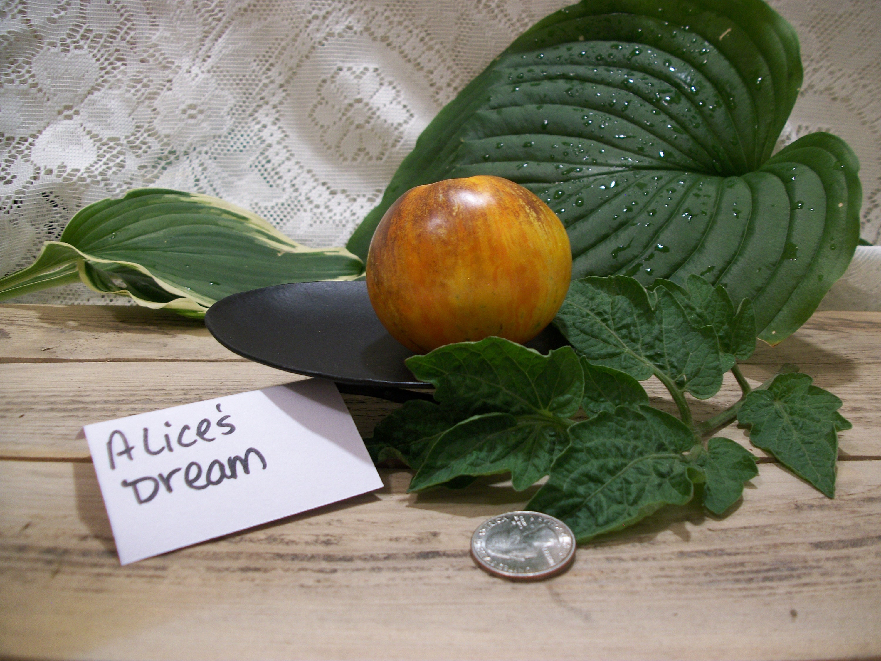 Alice's Dream Tomato Seeds - Etsy