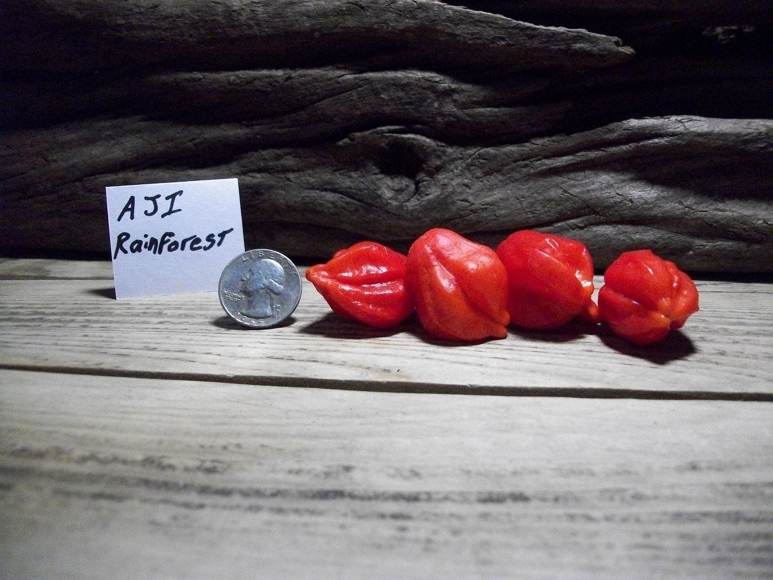 Aji Rainforest Pepper Seeds - Etsy