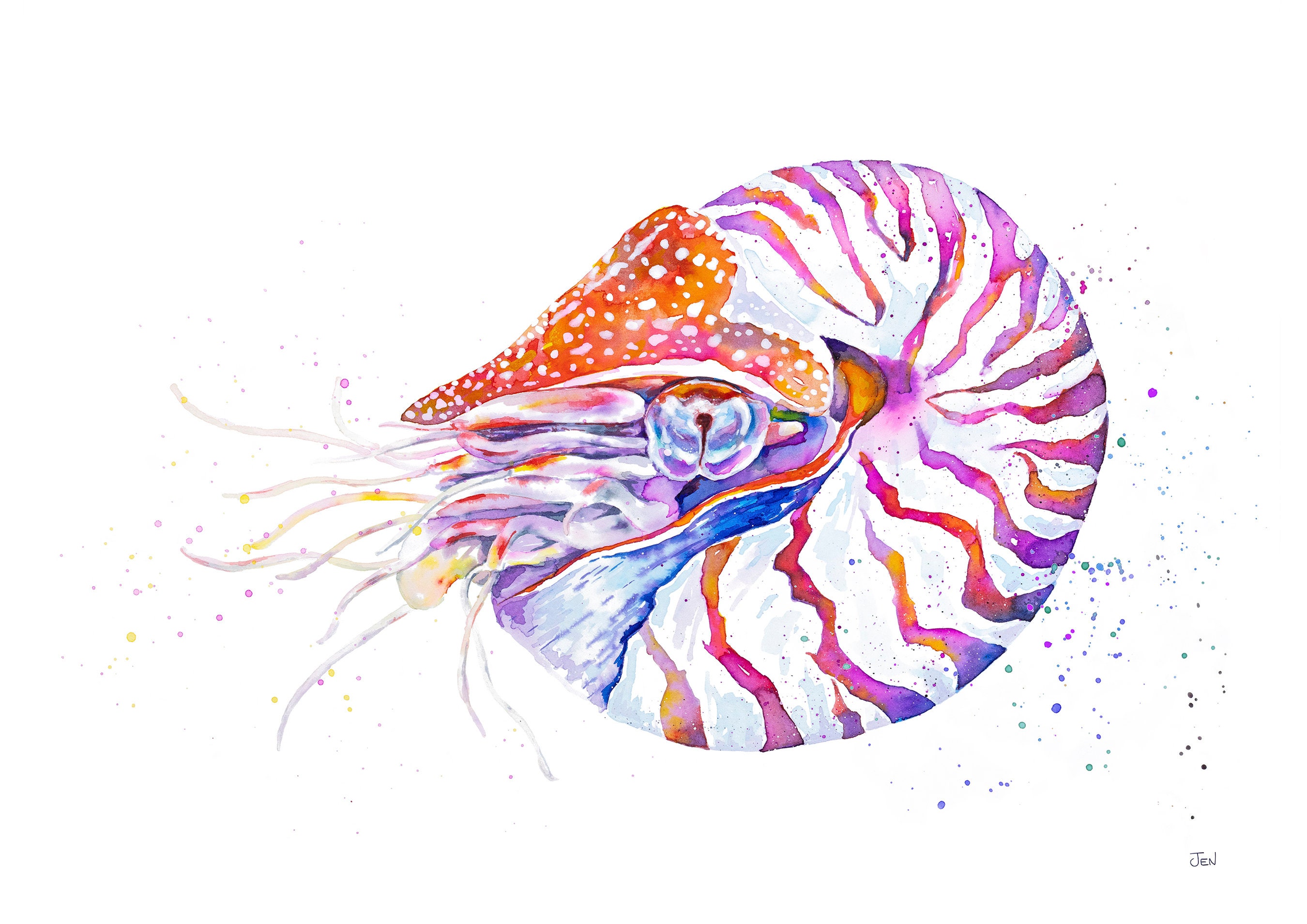 Chambered Nautilus Drawing