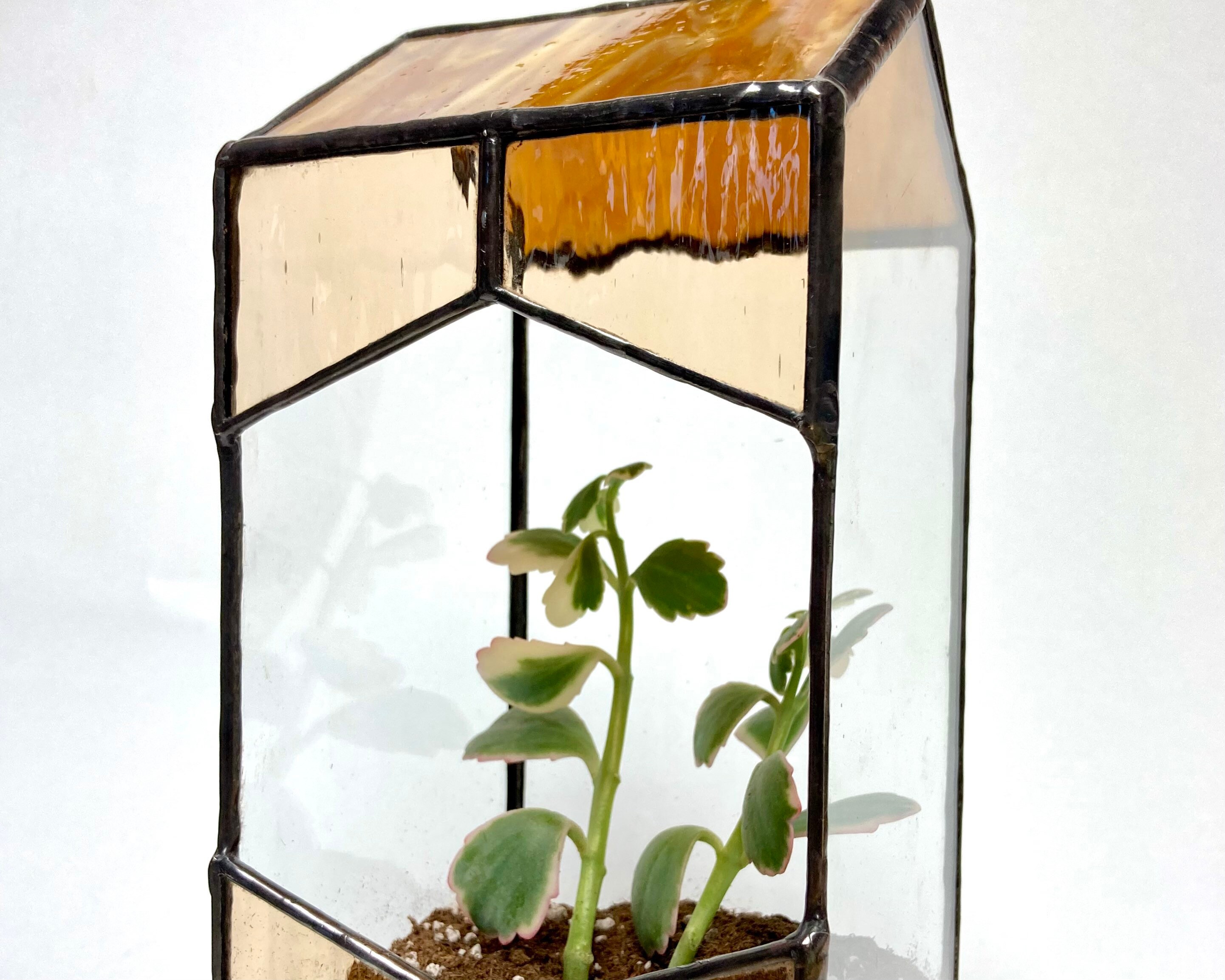 Succulent Cactus Terrarium, Vivarium, Mini Greenhouse for Desk Top - Etsy