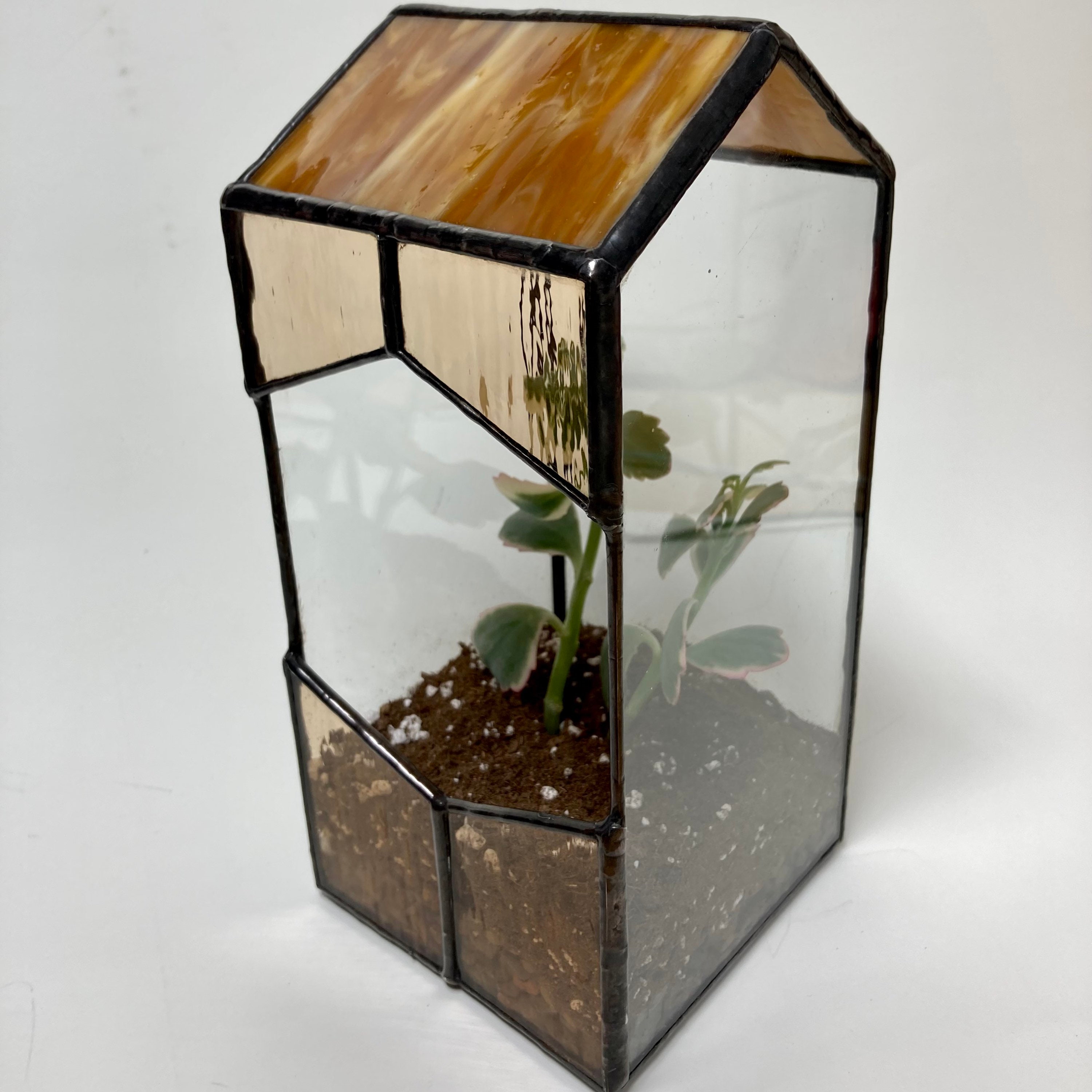 Succulent Cactus Terrarium, Vivarium, Mini Greenhouse for Desk Top - Etsy