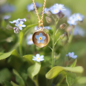 Genuine Forget-me-not Necklace Mounted on an Adjustable Gold-plated ...
