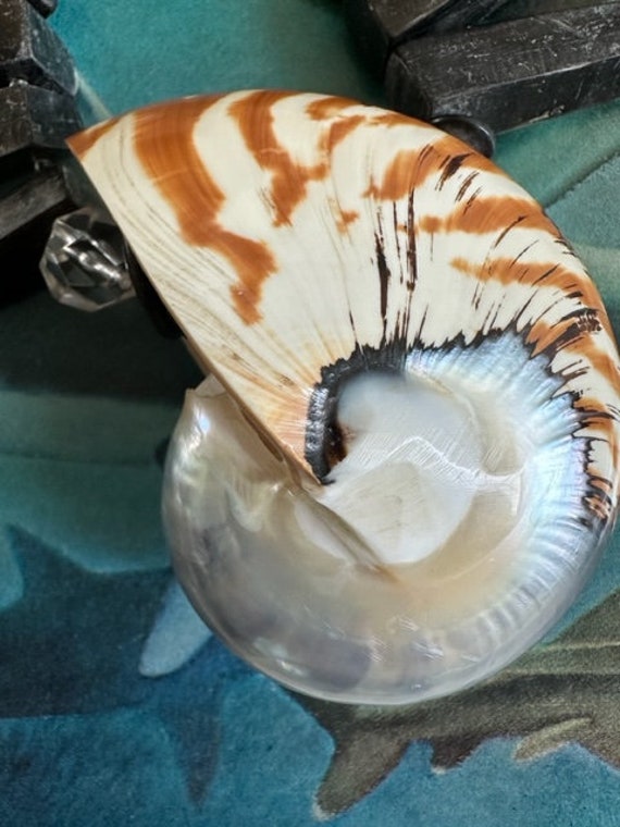 Mega Nautilus Tiger Stripe Seashell Necklace, Tiger S… - Gem