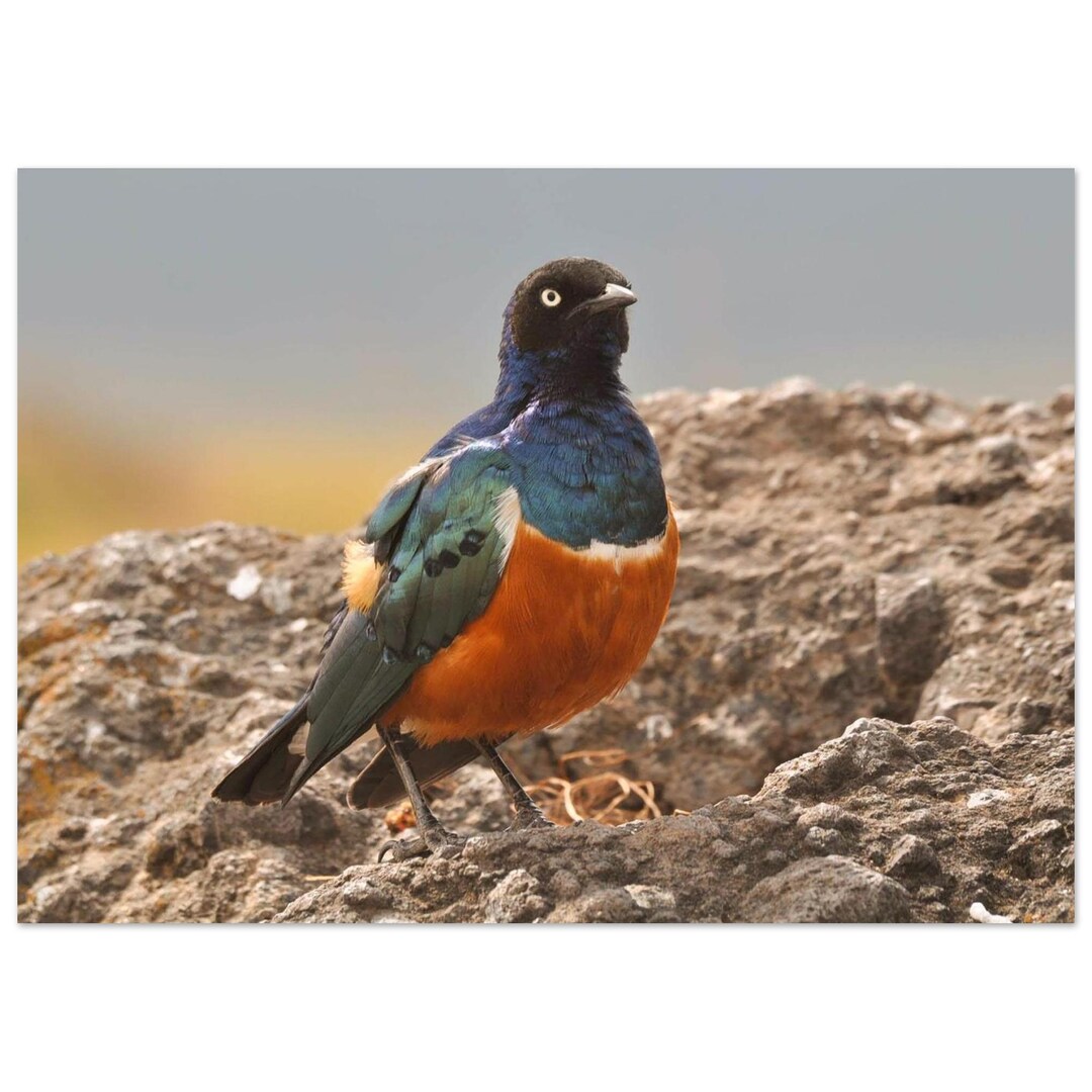 Superb Starling Colorful Bird Poster Wall Paper 50x70cm - Etsy