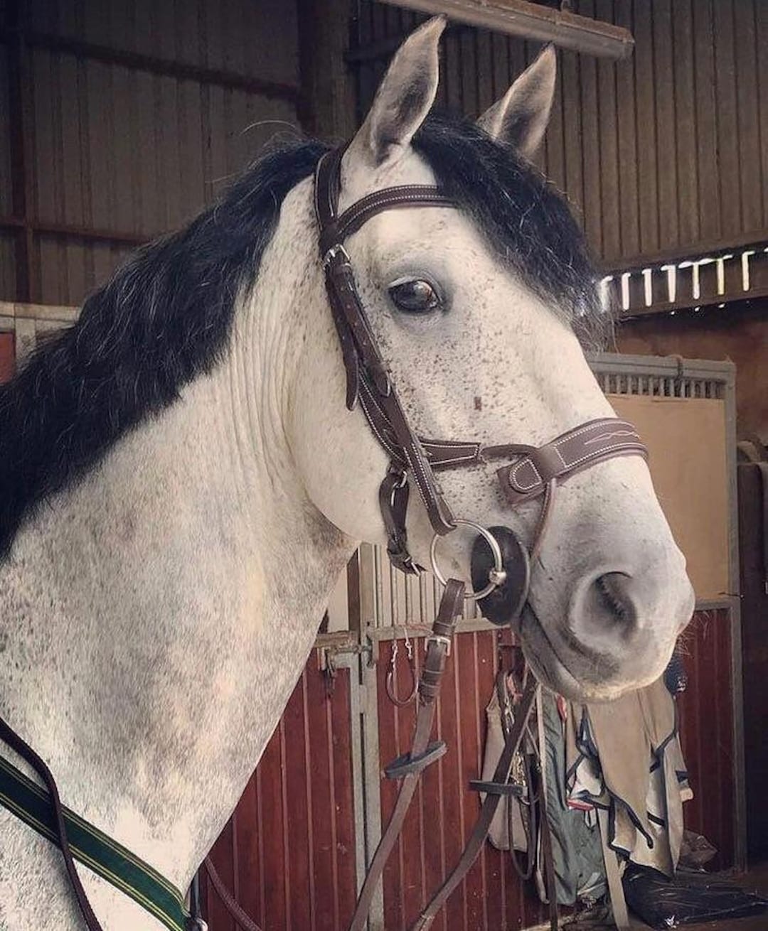 Anatomical Horse Jumping Bridle: Padded Comfort Headpiece Poll Relief ...