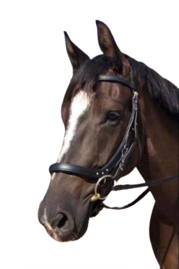 Full Cob Size Bridle Anatomical Snaffle Bridle – Bitted Or Bitless ...
