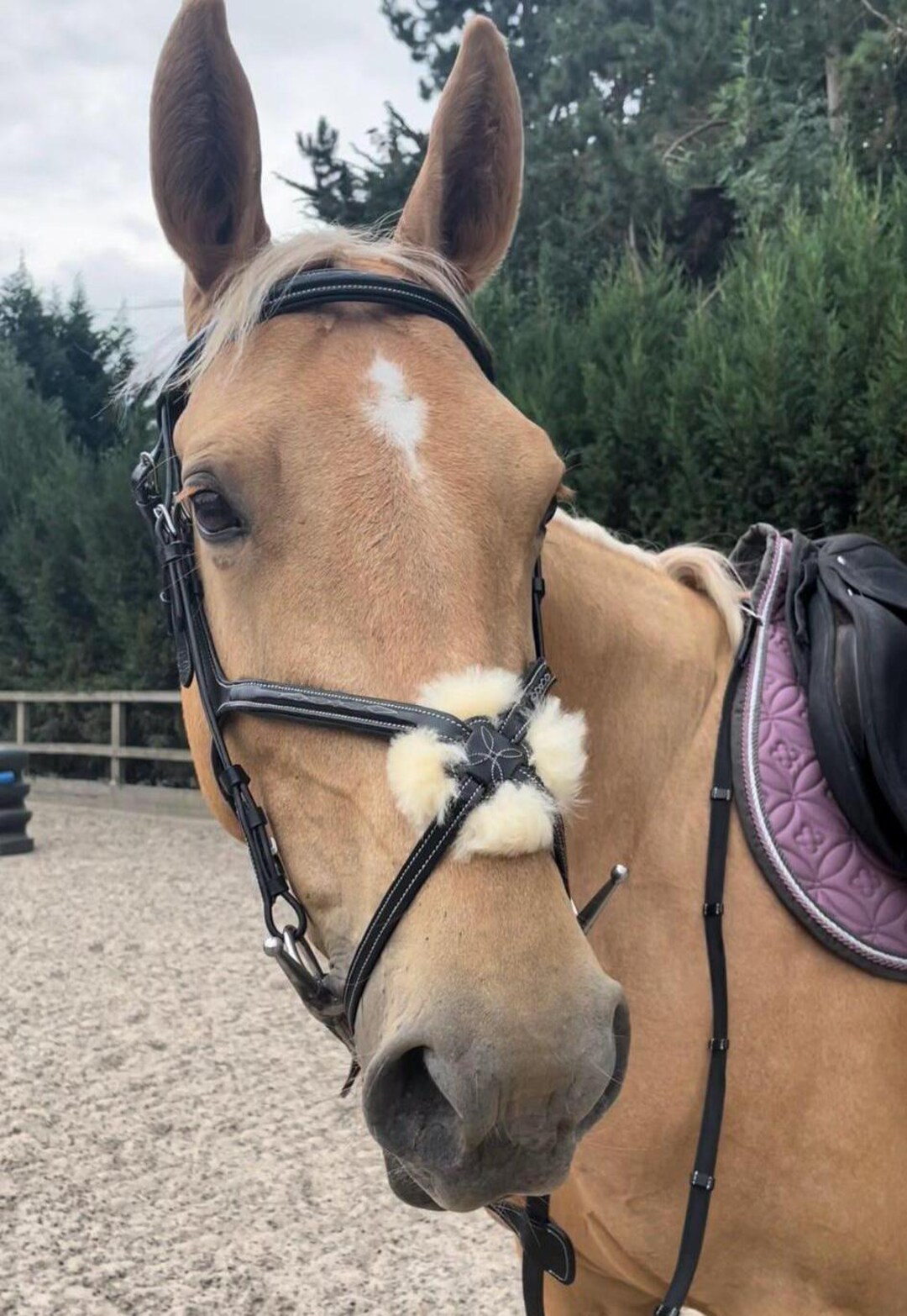 Mexican Grackle Anatomical Bridle Figure 8 Padded Comfort Headpiece ...