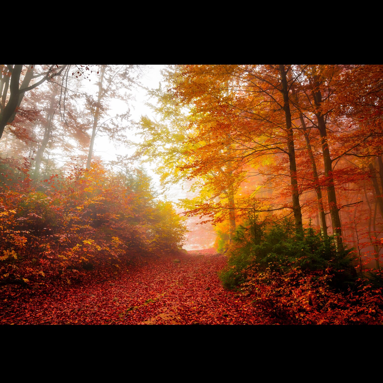 35 Aesthetic Minimalist Fall Backgrounds Wallpaper, Fall Tumbler Wraps ...