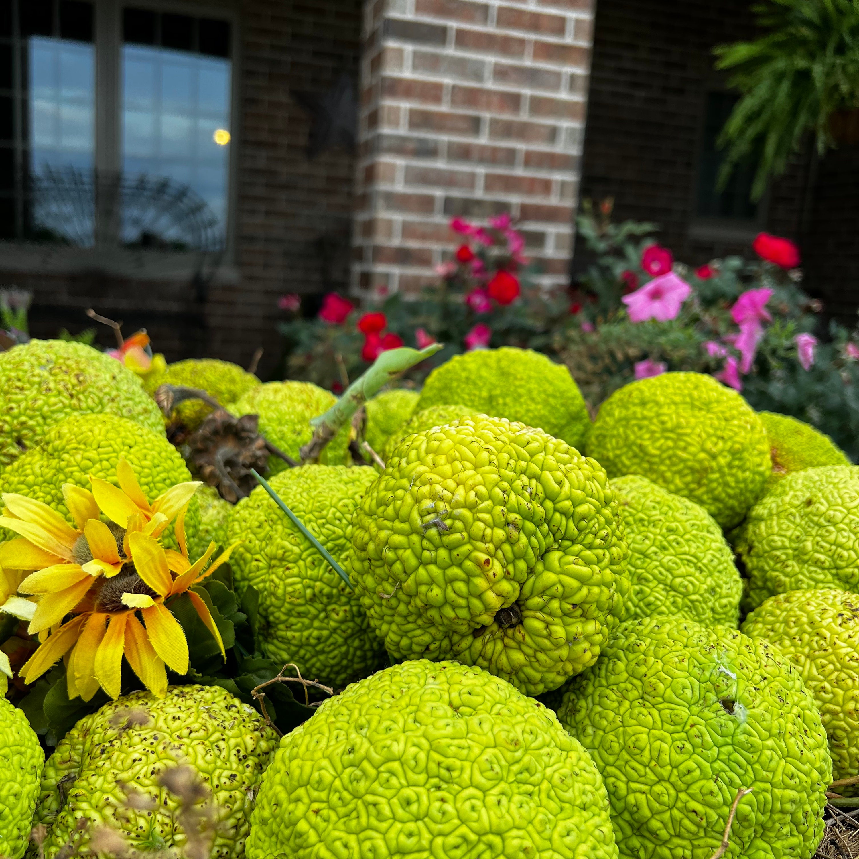 8 Hedge Balls / Osage Orange / Horse Apple / Hedge/ Monkey Ball ...