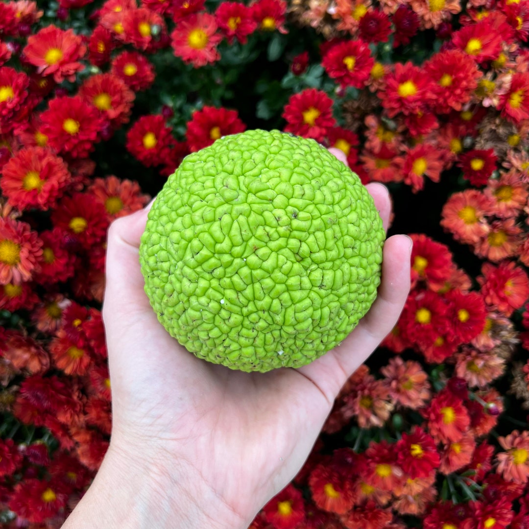 8 Hedge Balls / Osage Orange / Horse Apple / Hedge/ Monkey Ball ...