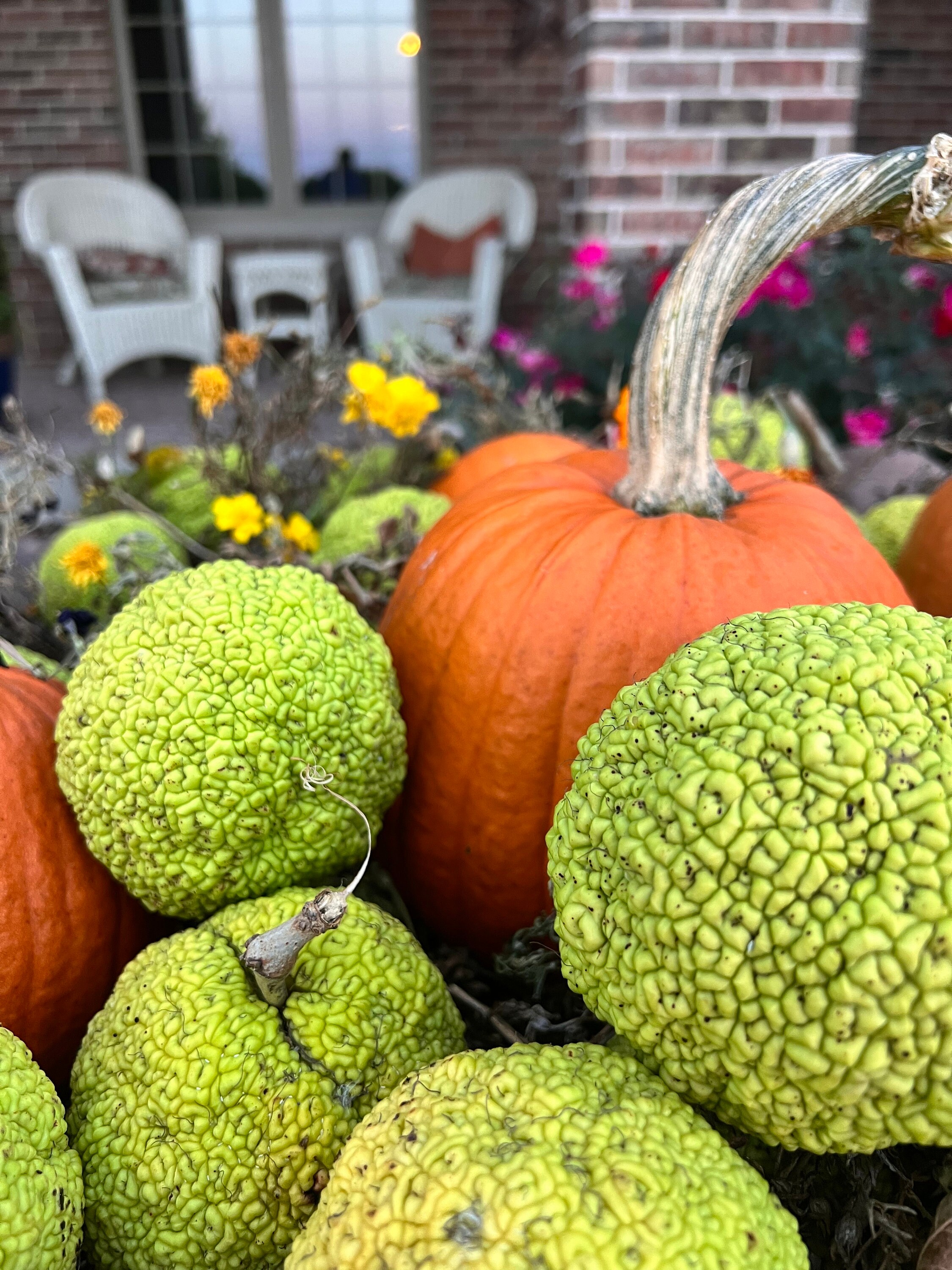 8 Hedge Balls / Osage Orange / Horse Apple / Hedge/ Monkey Ball ...