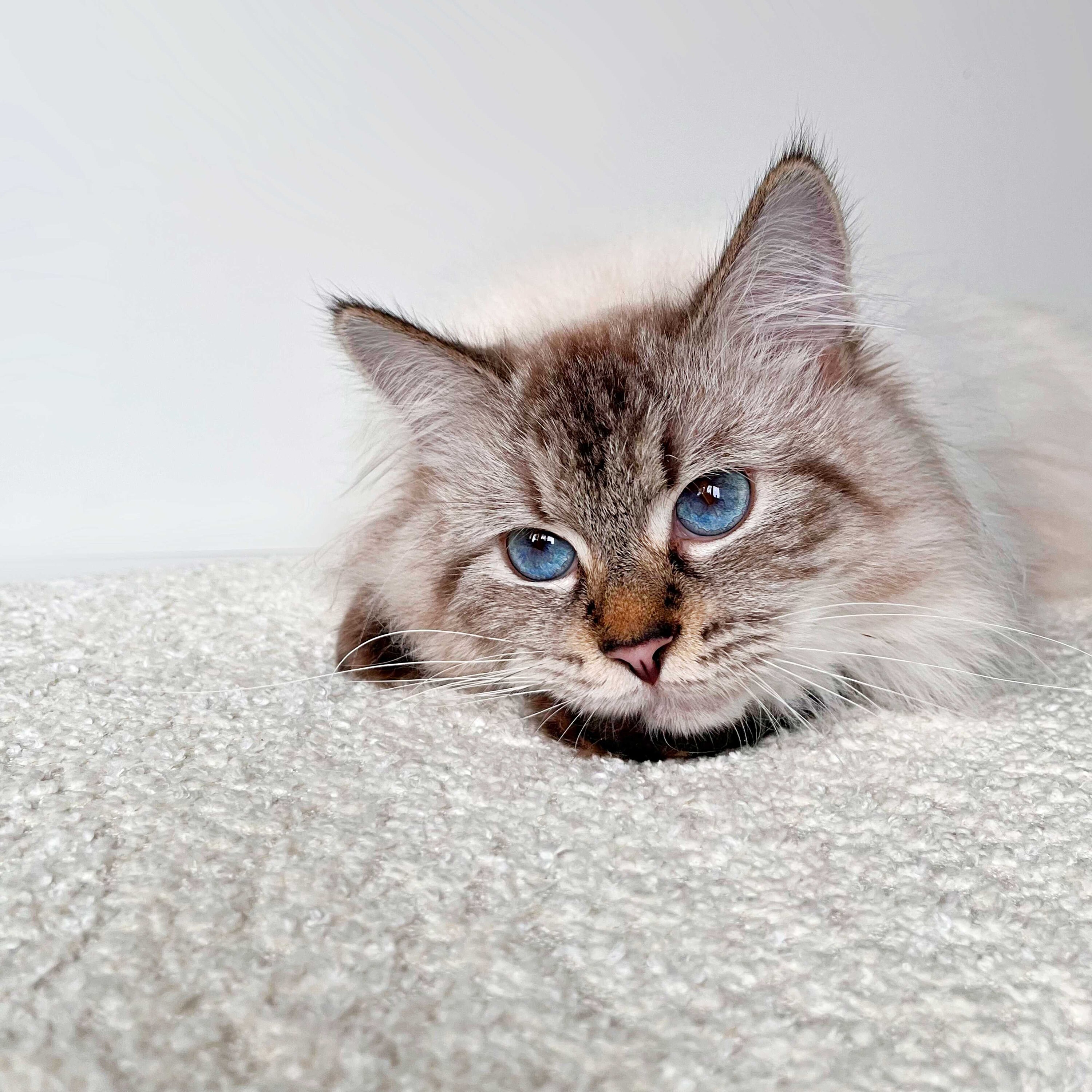 Large Cat Window Bed, Cat Window Perch, Cute Cat Bed, From 65,5'' - Etsy