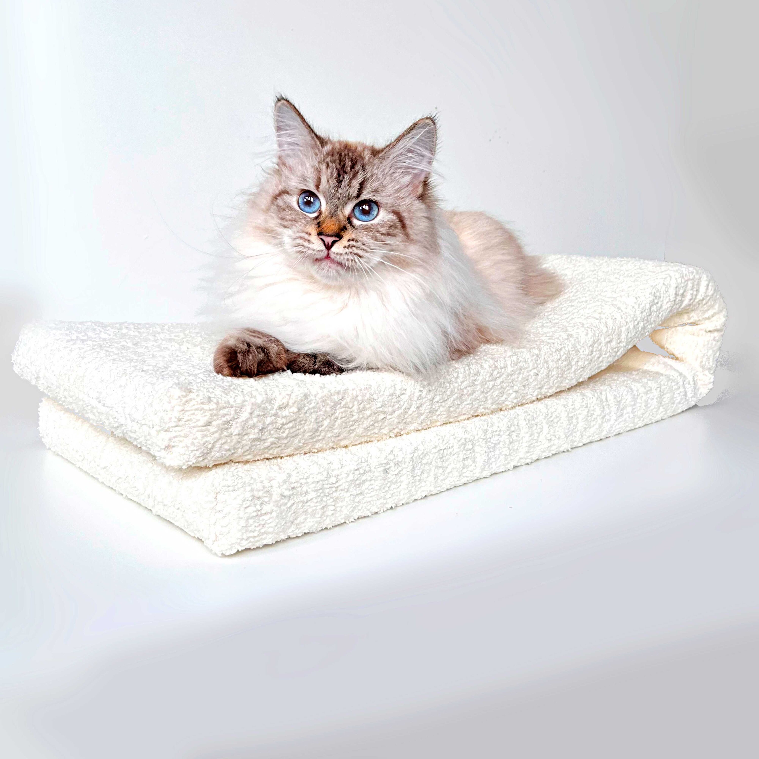 Large Cat Window Bed, Cat Window Perch, Cute Cat Bed, From 65,5'' - Etsy