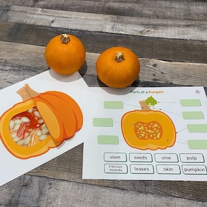 Life Cycle of A Pumpkin Worksheets & Teaching Resources. - Etsy