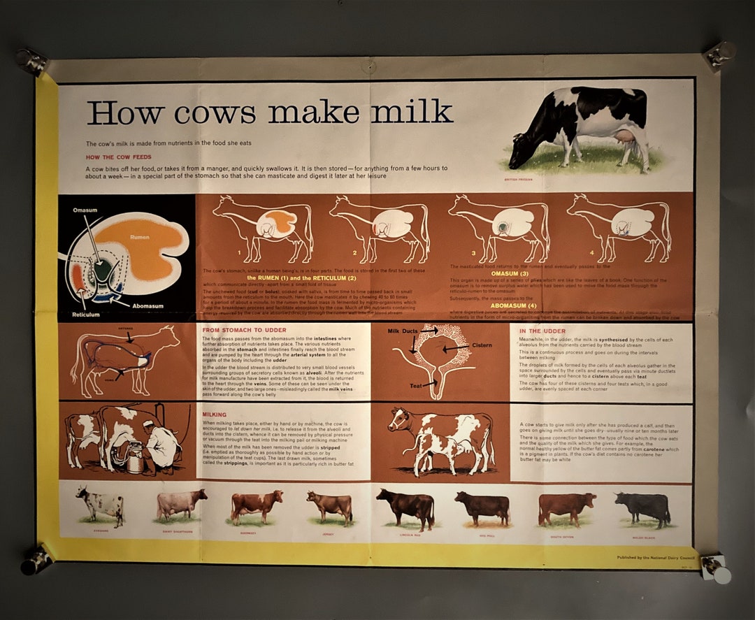 How Cows Make Milk - Dairy Council Health Poster - Etsy