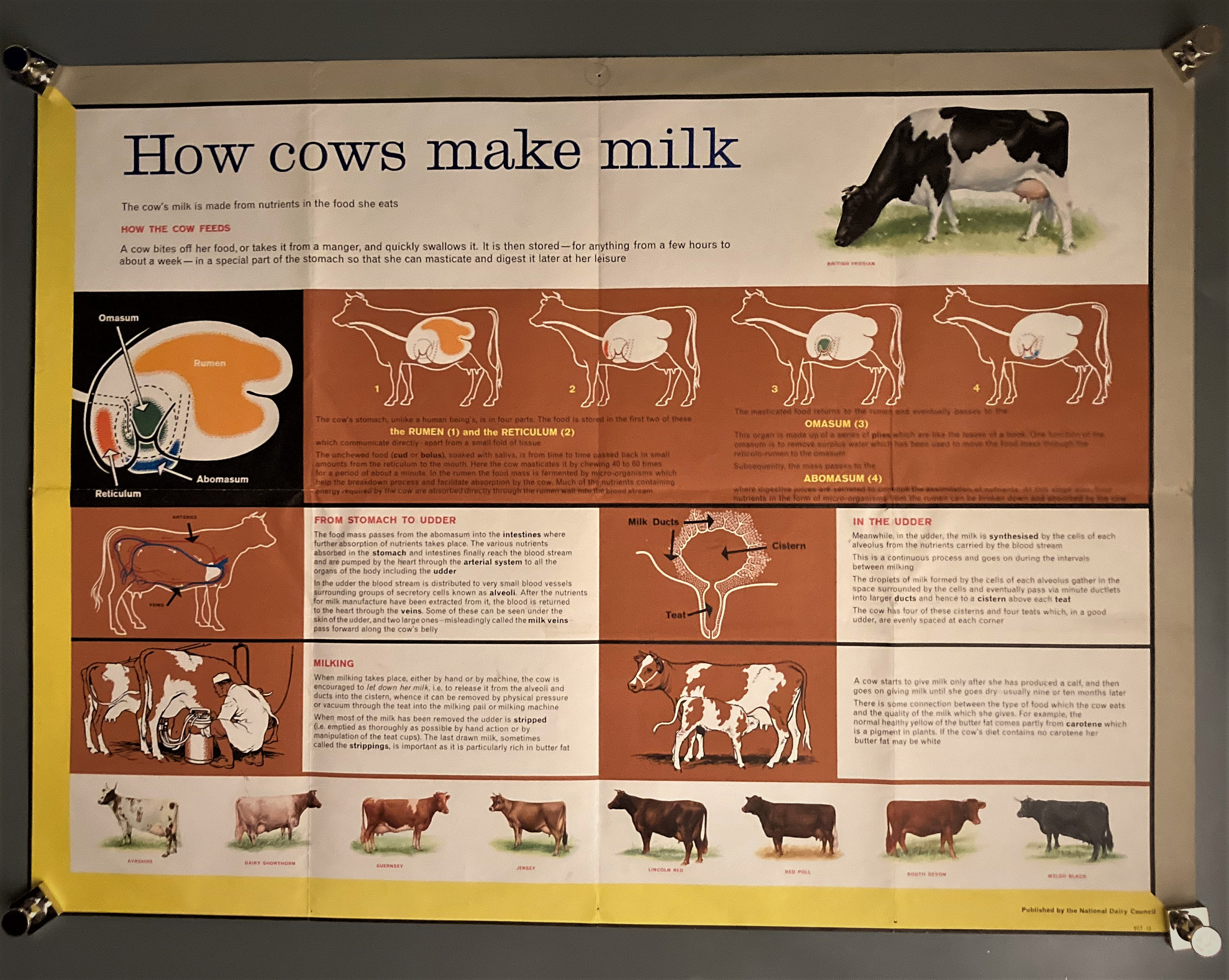How Cows Make Milk - Dairy Council Health Poster - Etsy