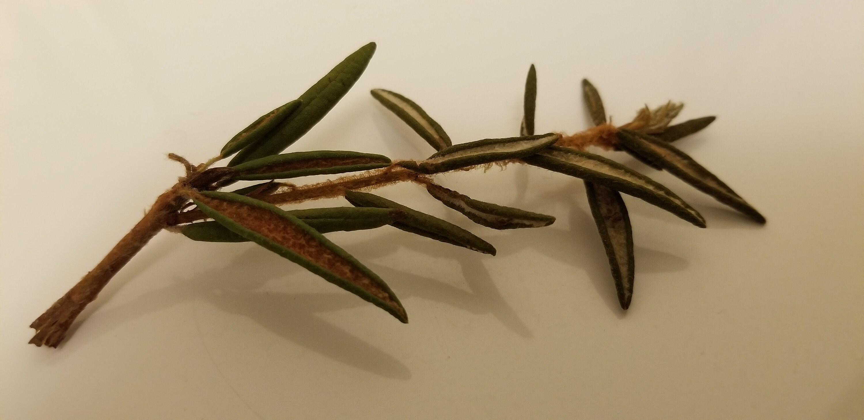 Labrador Tea for Tisane 20g Int'l - Etsy