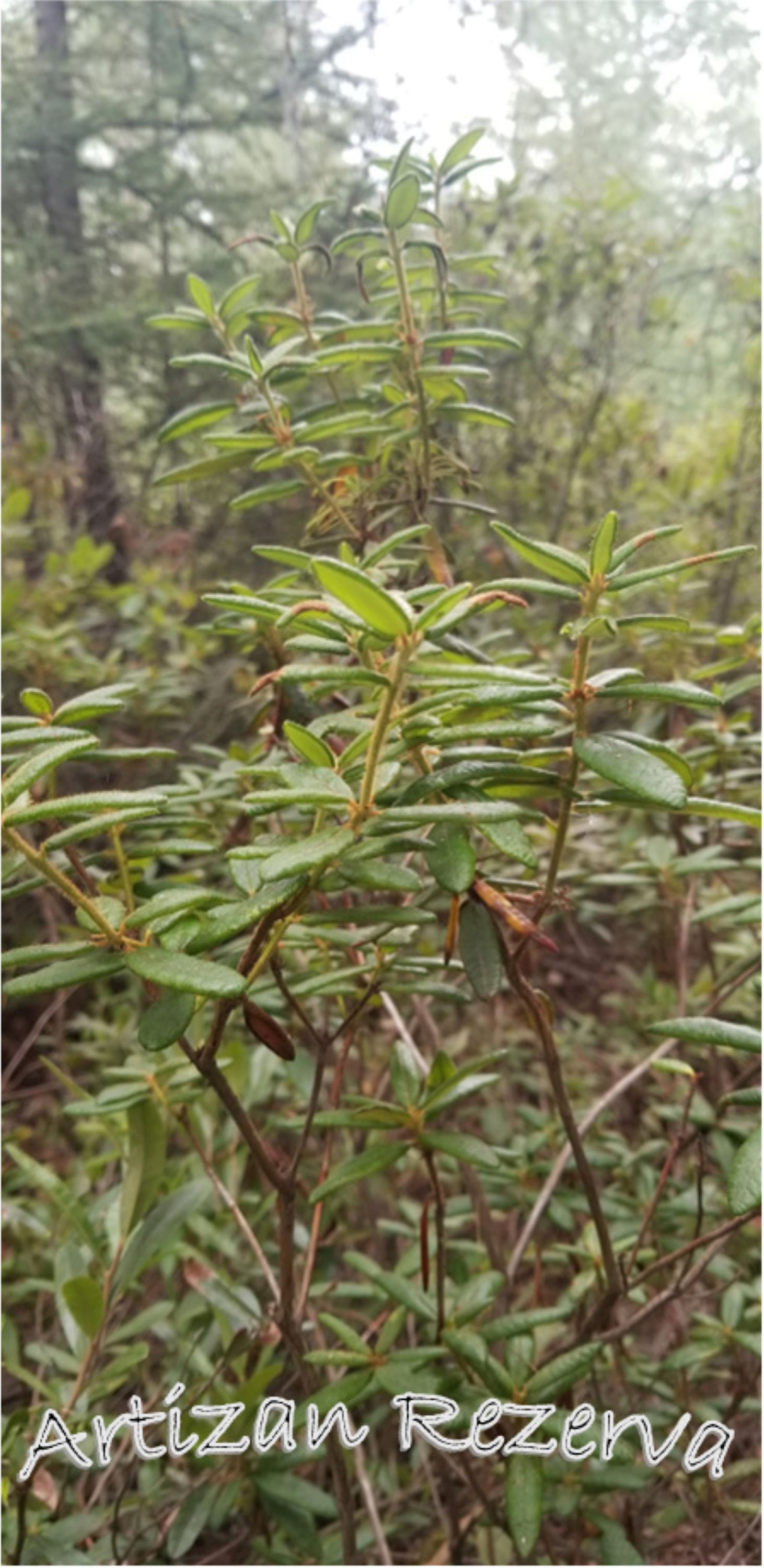 Labrador Tea for Tisane 20g Int'l - Etsy