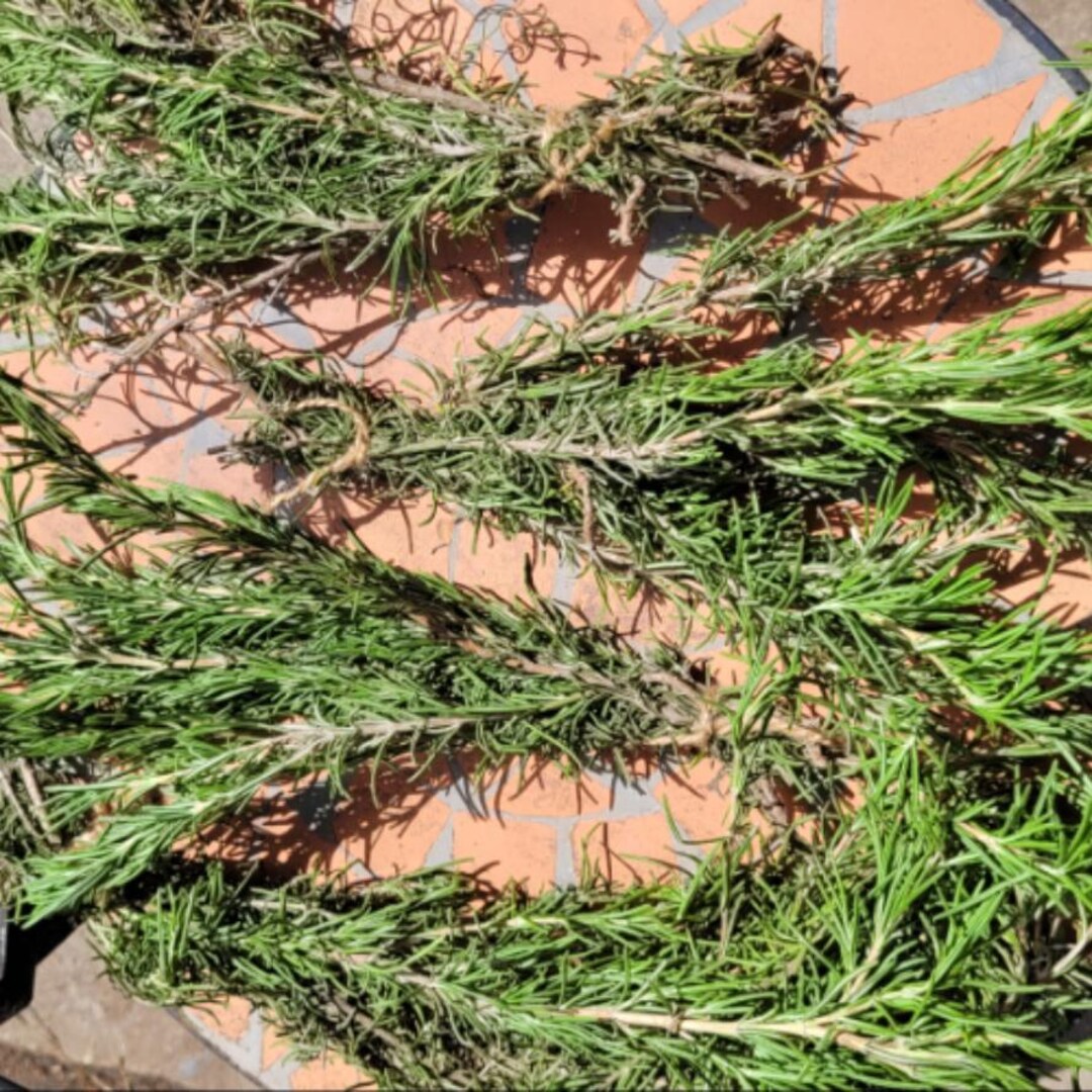 Fresh Rosemary Bundles - Etsy