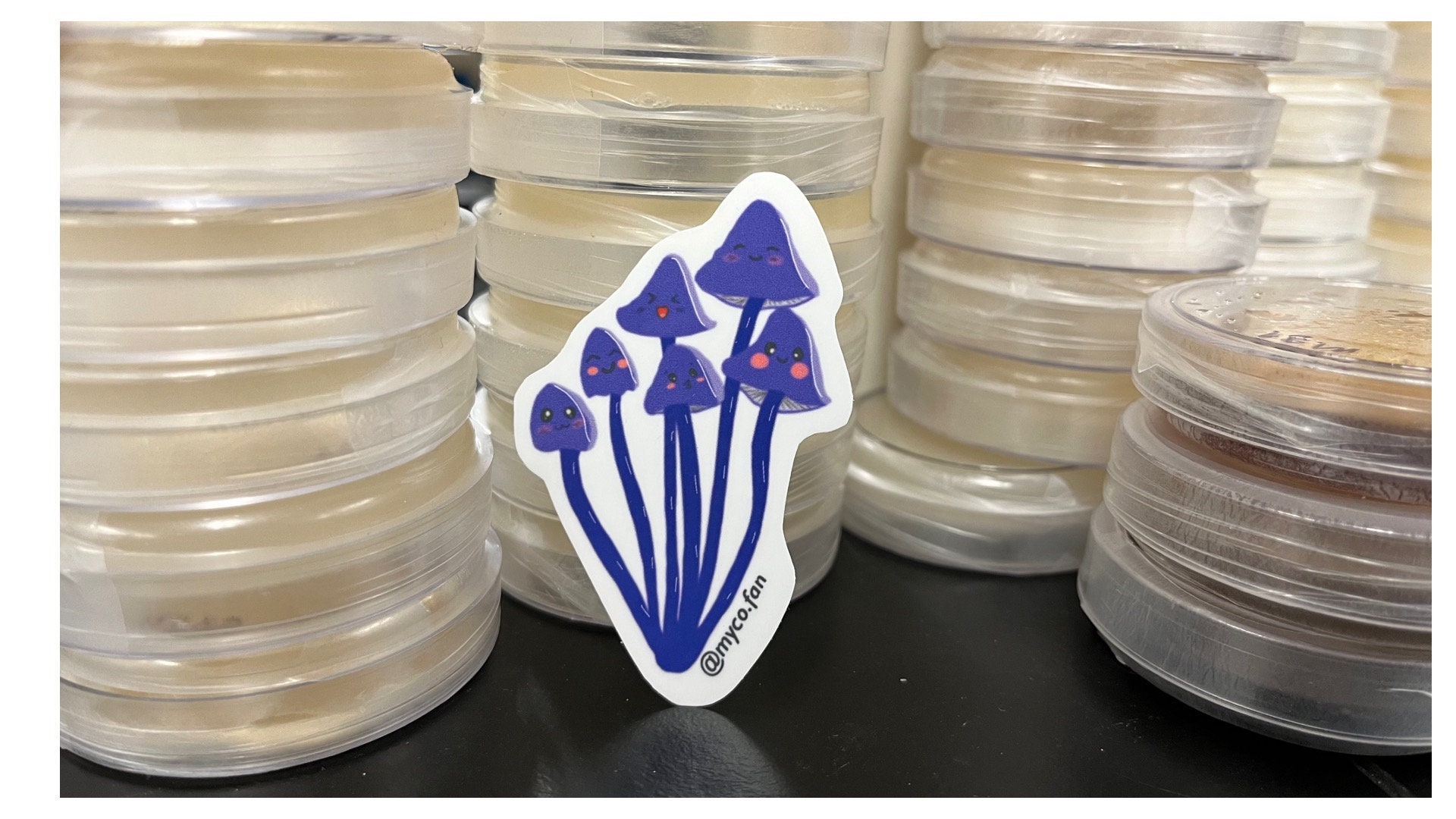 Fungi Kawaii Sticker Vinyl-laminated /water Resistant Mushroom/science ...