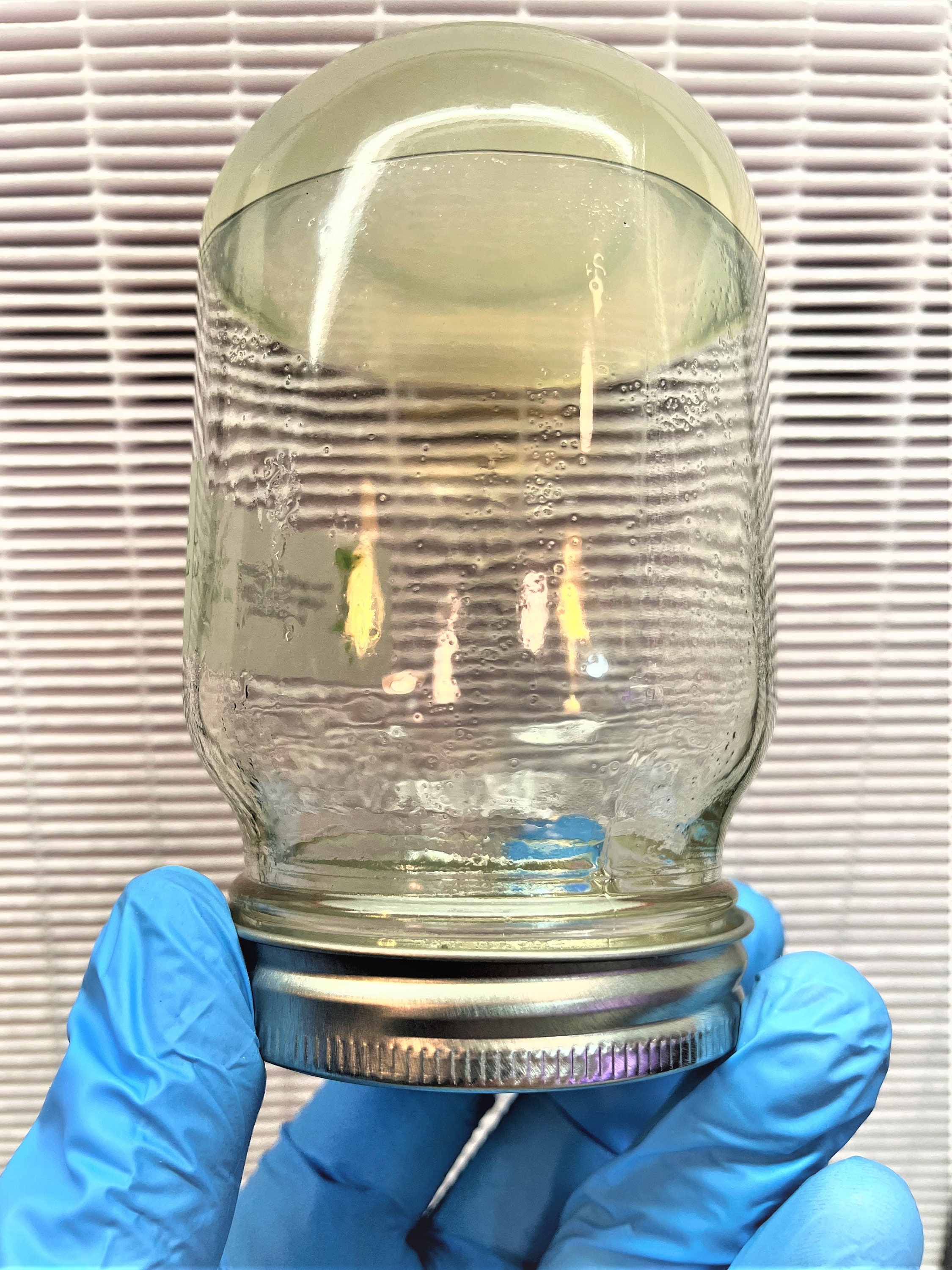 Rose Cloning Tissue Culture Media Pre Mixed Ready to Use - Etsy