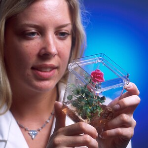 Rose Cloning Tissue Culture Media Pre Mixed - Ready to Use - Etsy