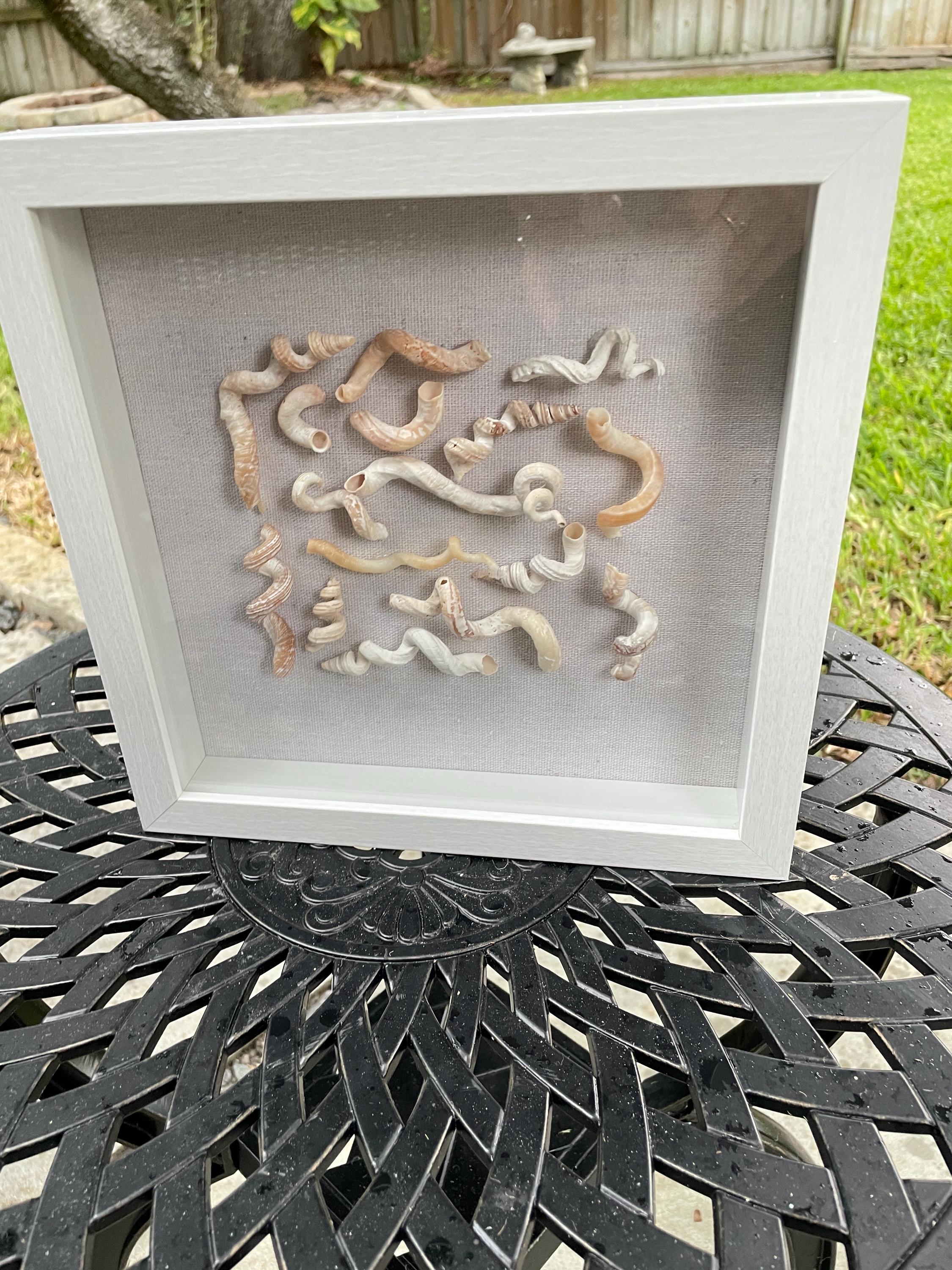 Florida Shell Collection Wall Art - Coastal Home Decor - Etsy