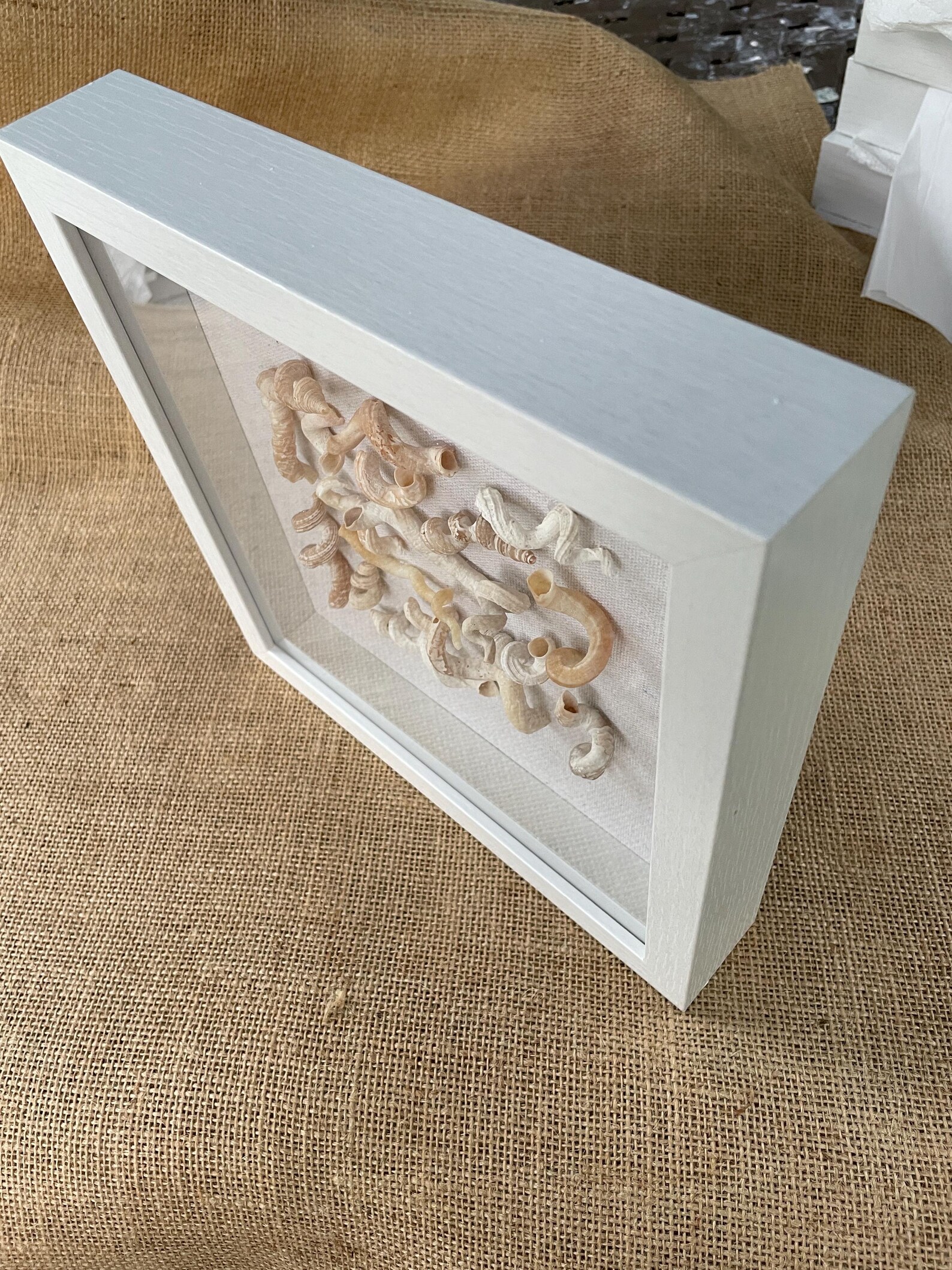 Florida Shell Collection Wall Art - Coastal Home Decor - Etsy