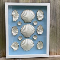 8x8 Seashell Scallops Shadow Box - Etsy