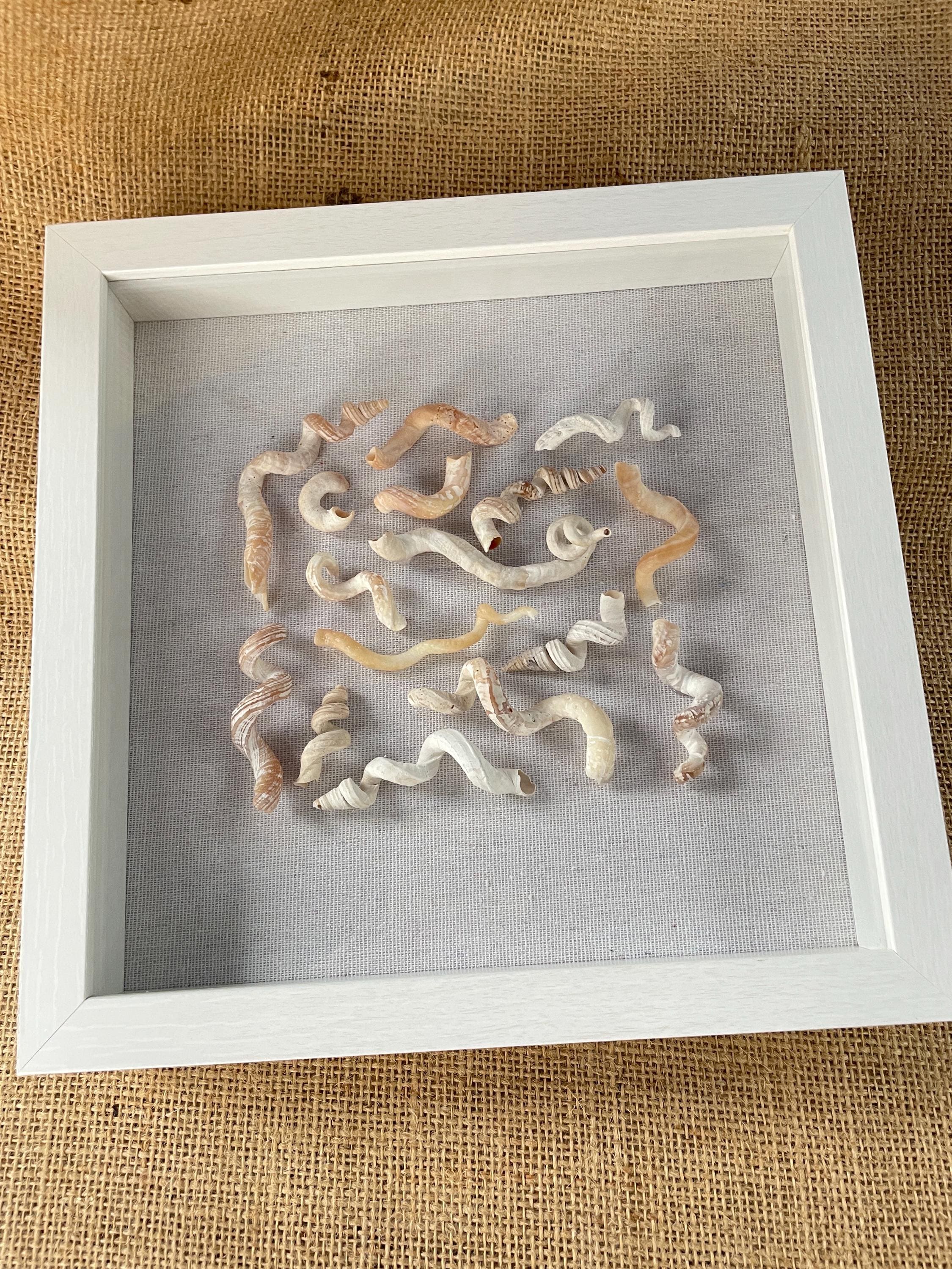 Florida Shell Collection Wall Art - Coastal Home Decor - Etsy
