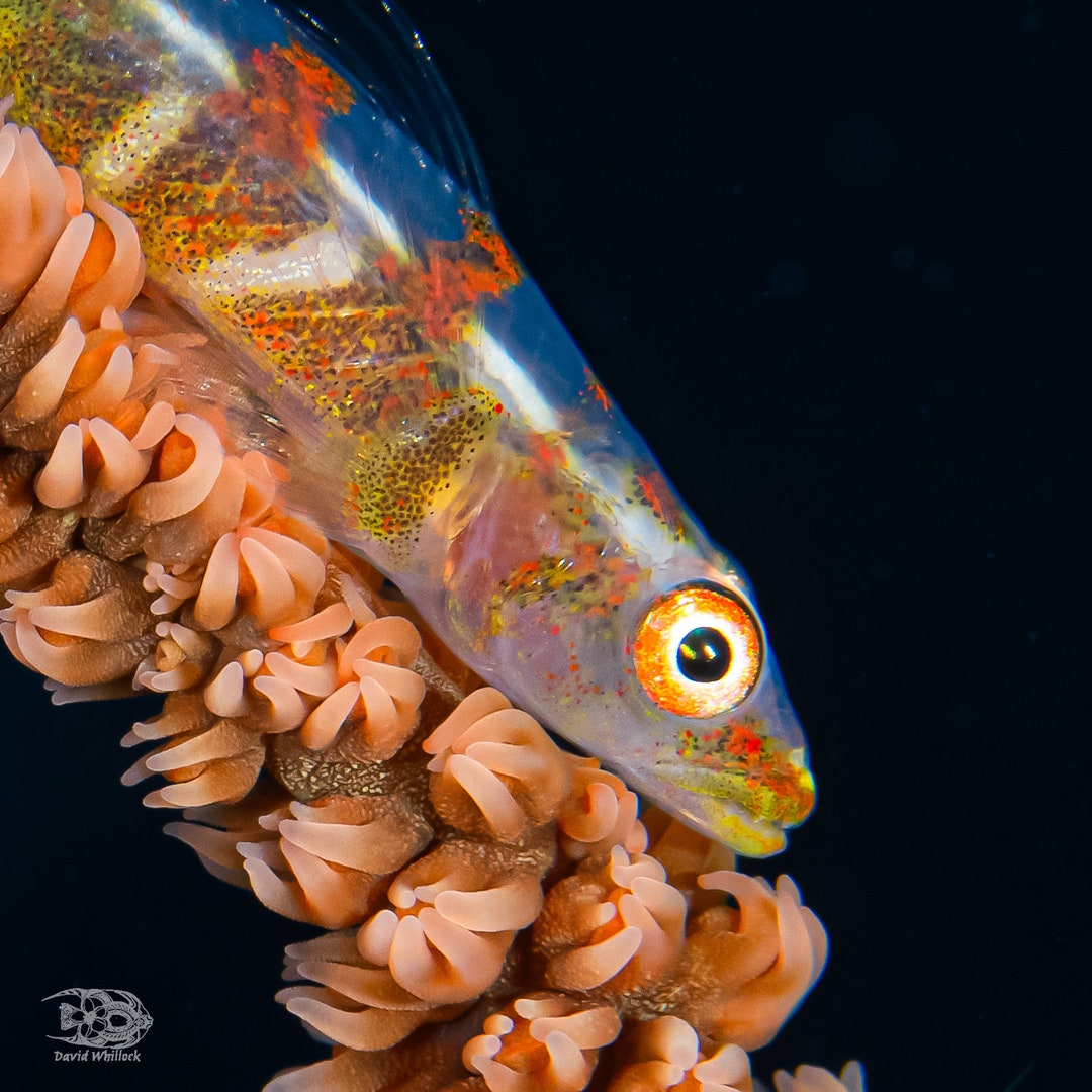 Wire Coral Goby Closeup Metal Art - Etsy