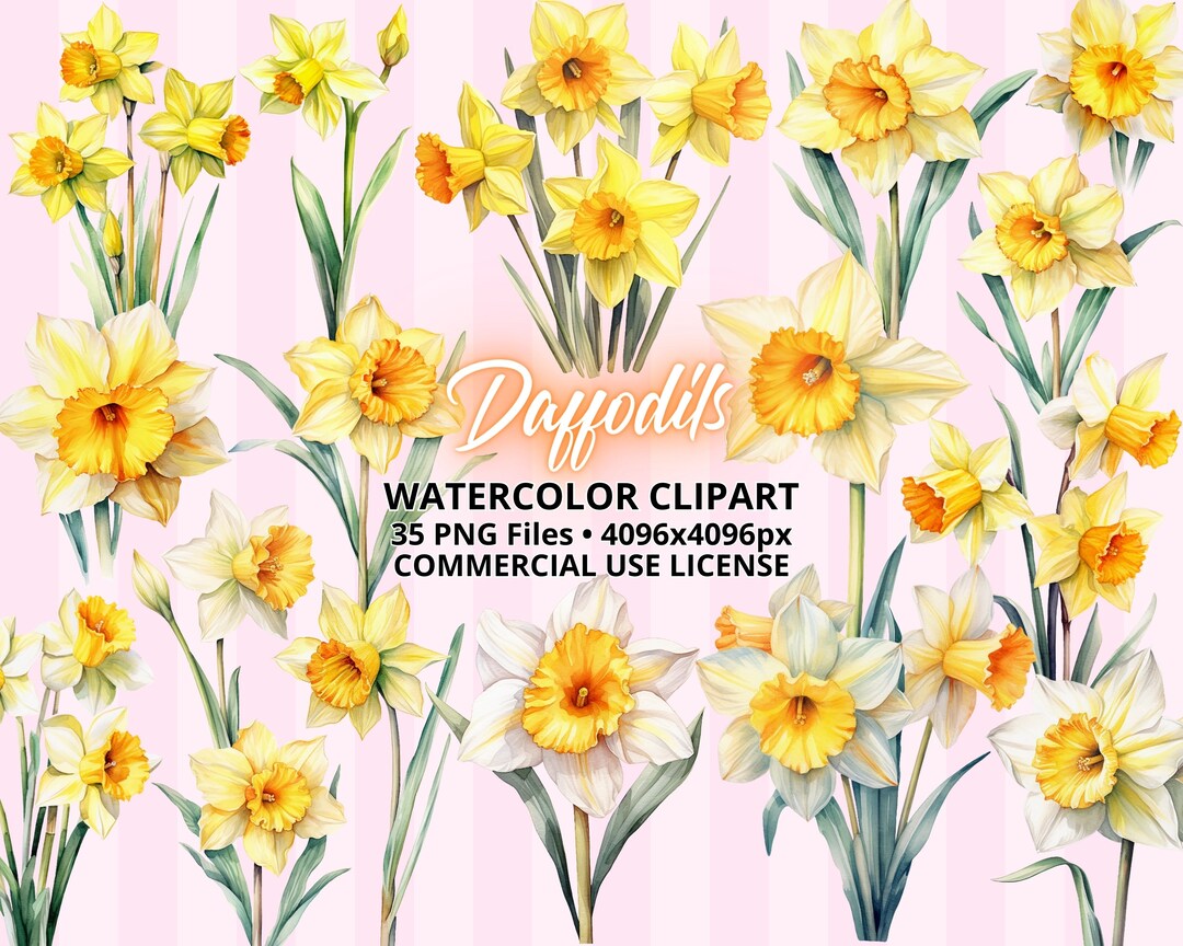 Watercolor Daffodils Clipart BUNDLE 35 PNG Files, Easter Flowers ...