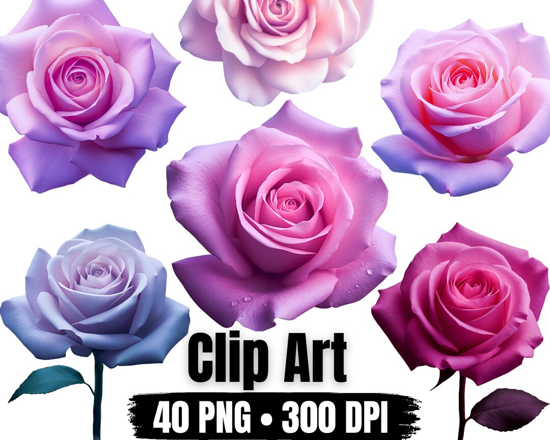 Clipart Rose Flower, 40 PNG Files, Photorealistic Pink & Purple Roses ...