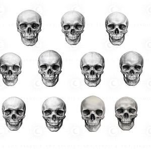 Procreate Skulls Stamps Brushes BUNDLE, Realistic Skull, Tattoo Stencil ...