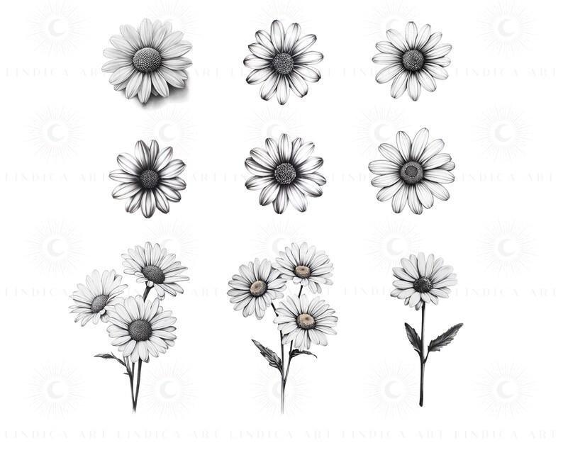 Procreate Daisy Stamp Bushes BUNDLE, Realistic Daisies, Floral Tattoo ...