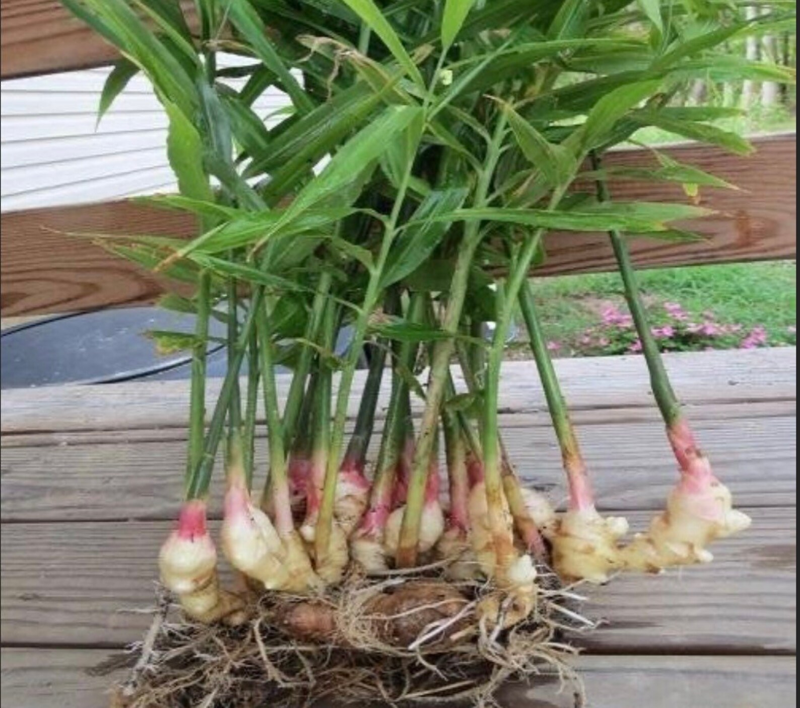 Awapuhi Ginger Rhizomes | Etsy