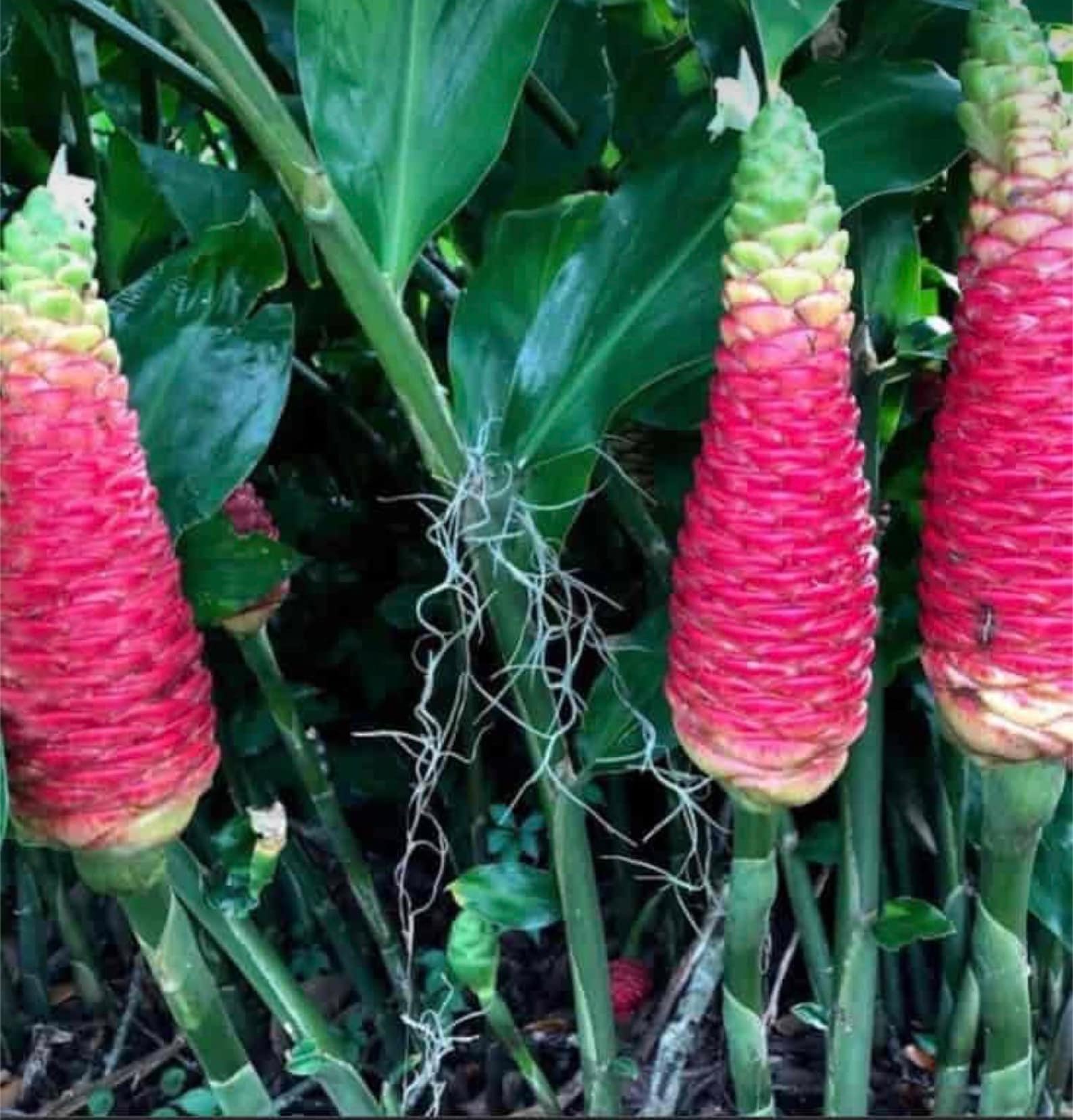 Awapuhi Ginger Rhizomes - Etsy