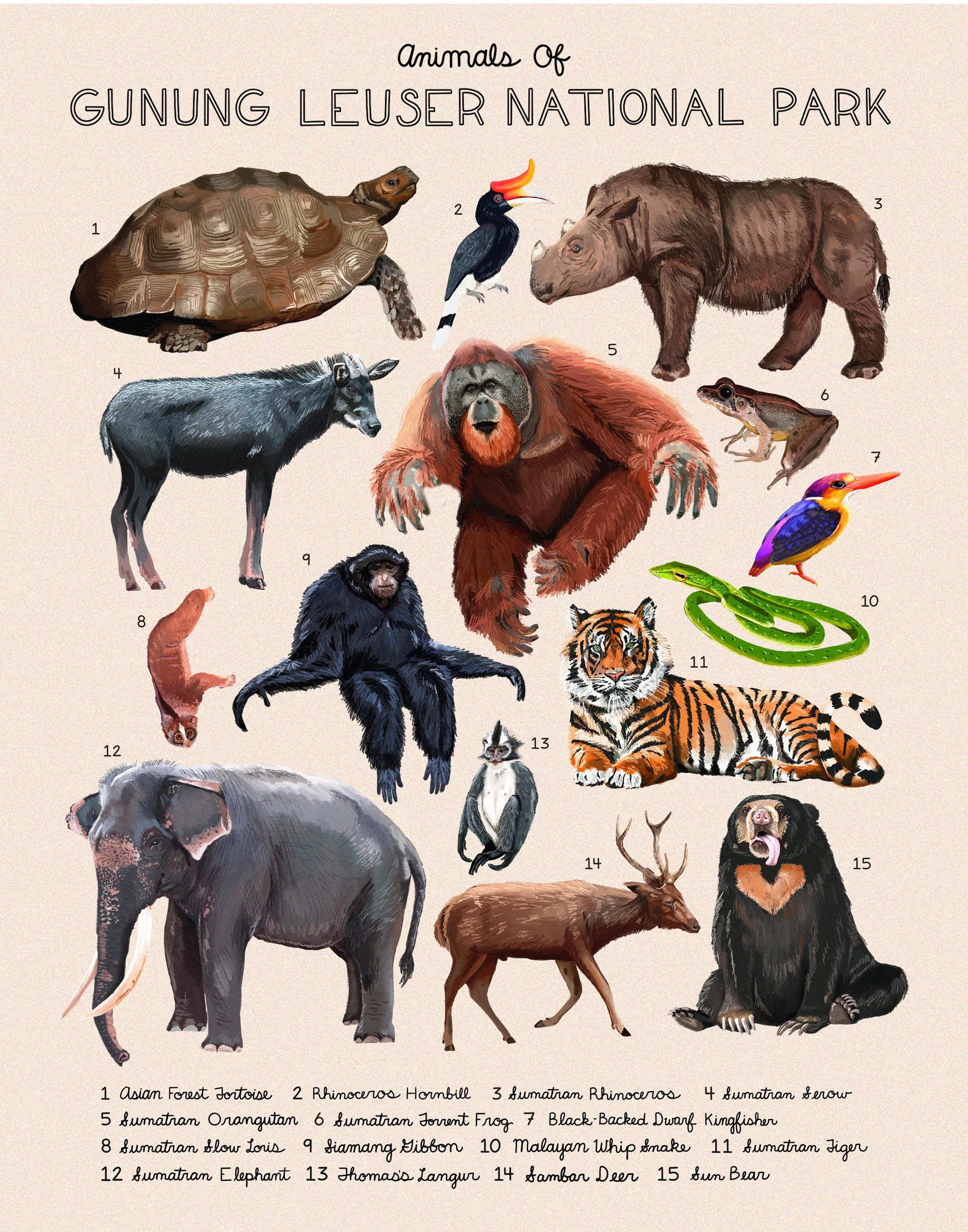 Animals of Sumatra's Gunung Leuser National Park 11x14 - Etsy