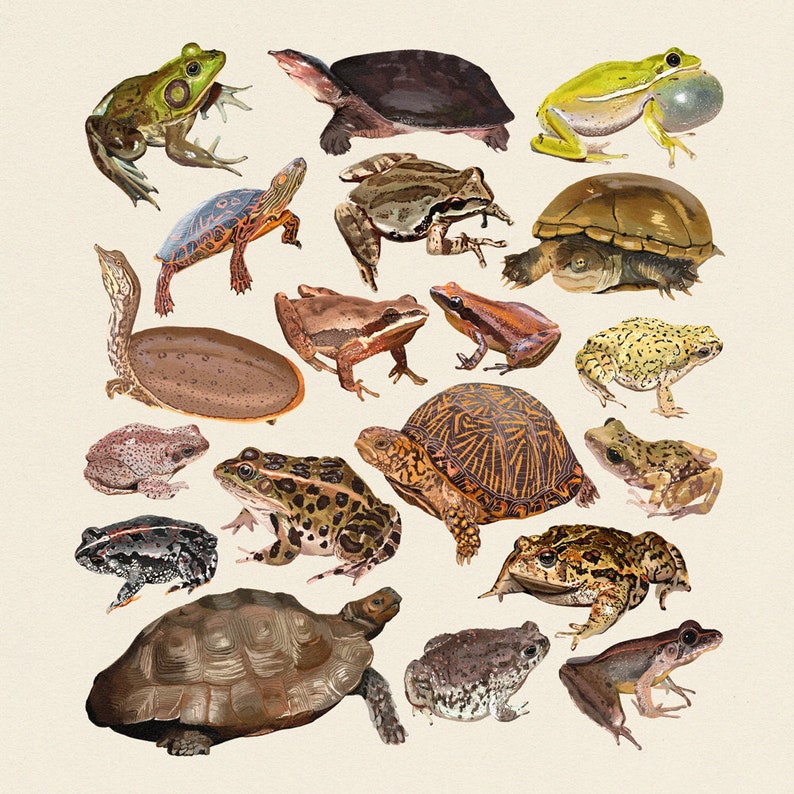Frogs & Turtles of the World 10x10 - Etsy
