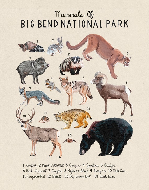 Mammals of Big Bend National Park 11x14 - Etsy