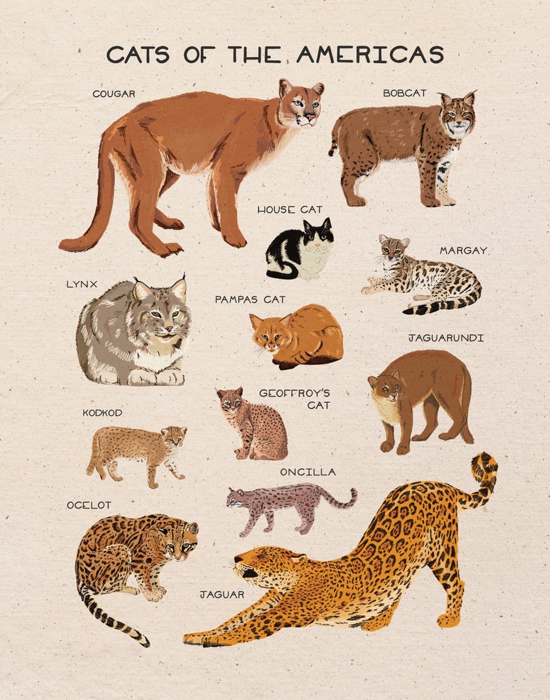 Cats of the Americas 11x14 - Etsy