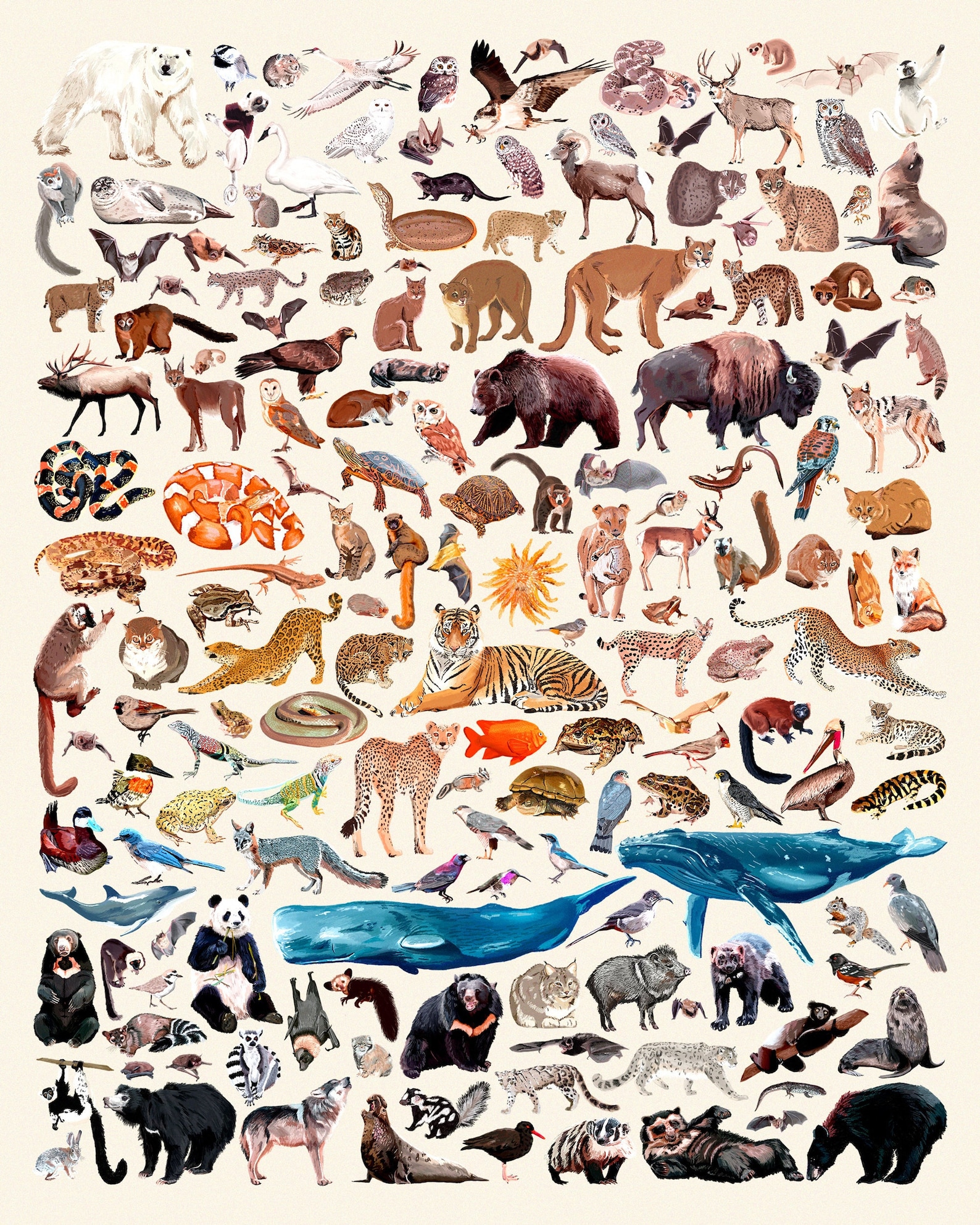 Rainbow of Animals - 8x10 - Etsy