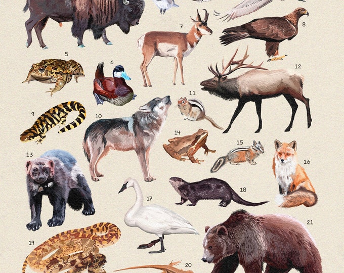 Animals of Yellowstone National Park 11x14 - Etsy