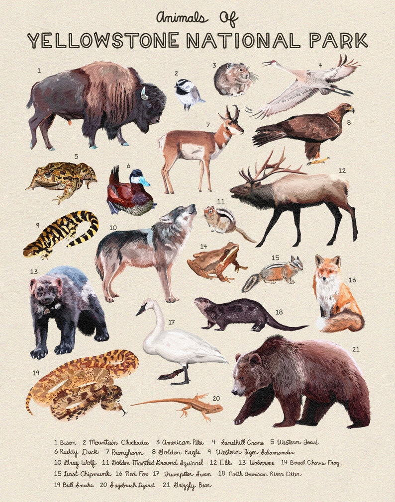 Animals of Yellowstone National Park 11x14 - Etsy