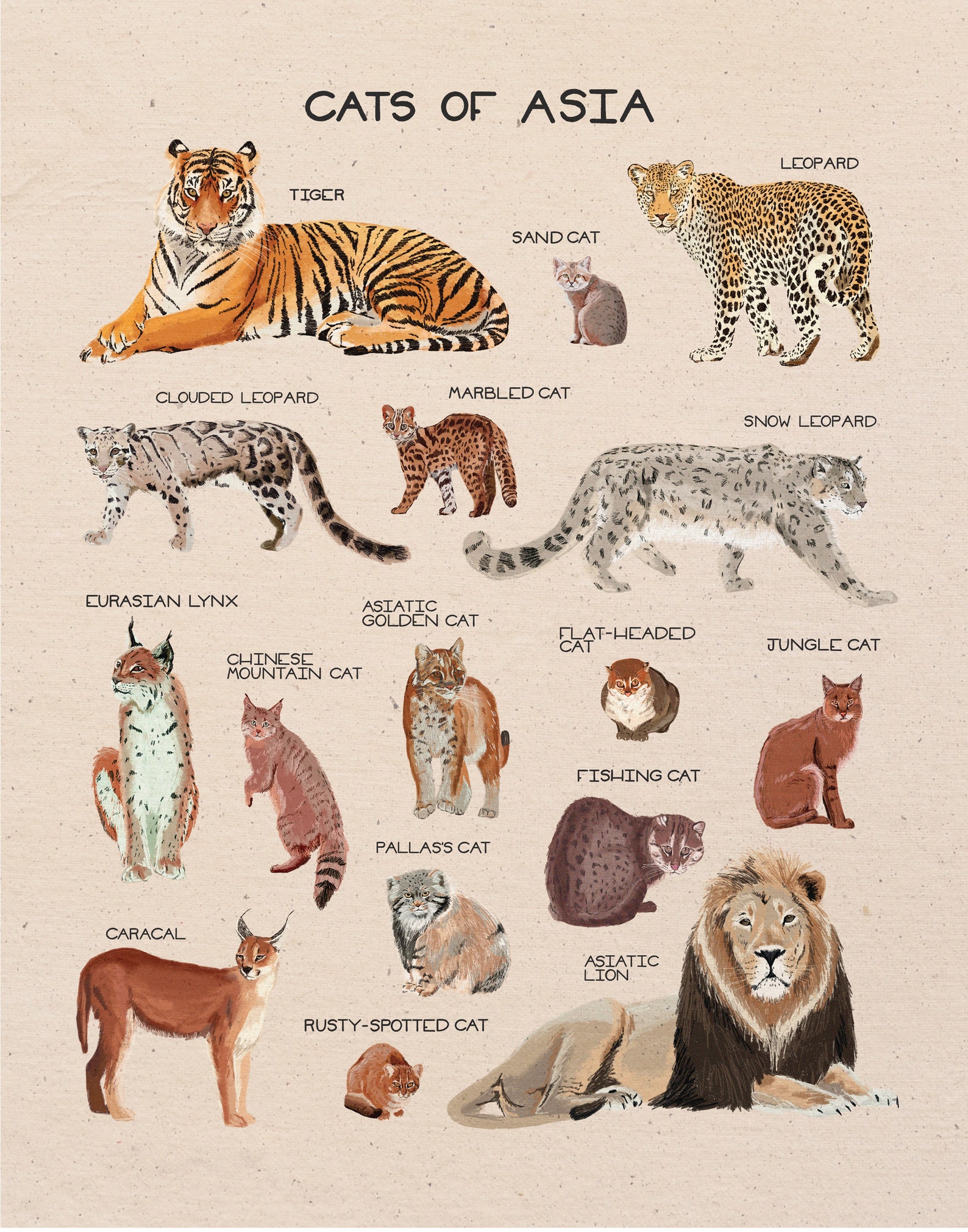 Cats of Asia 11x14 - Etsy
